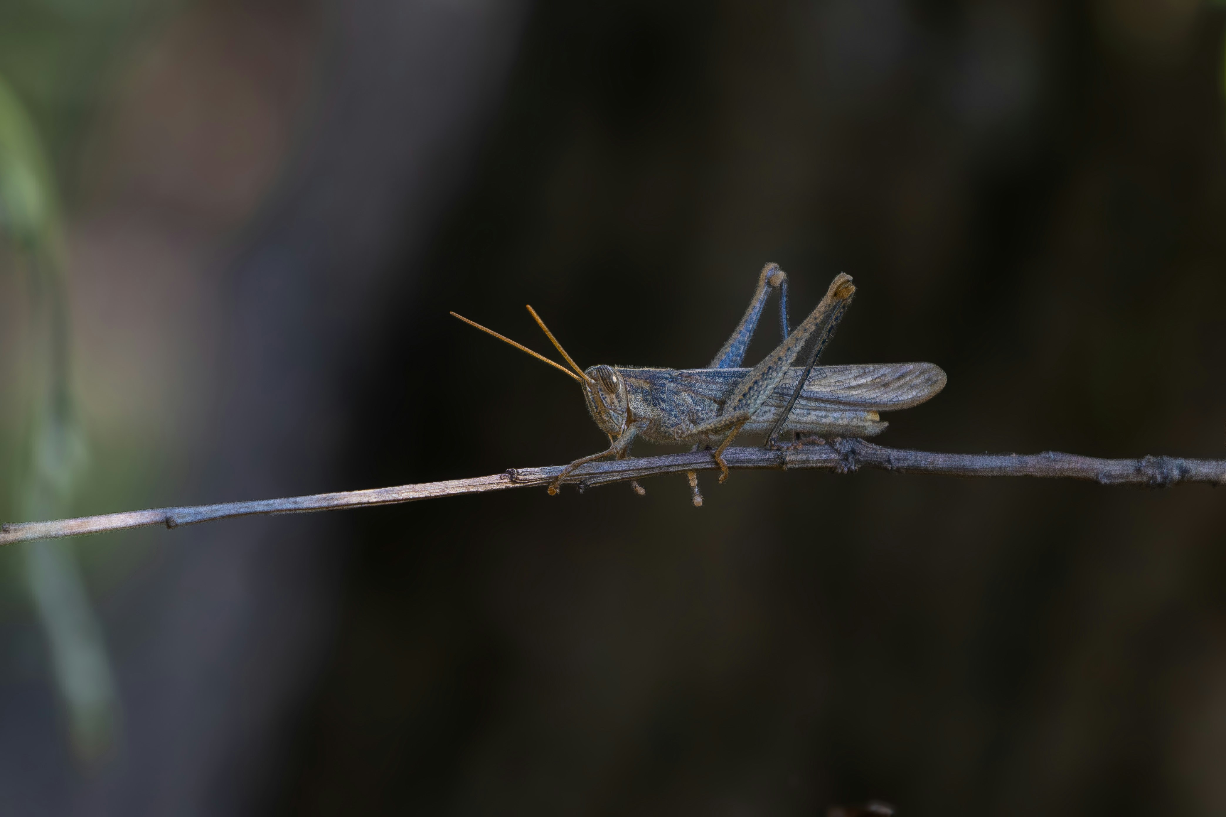 Silent Predator on a Twig: A Grainless Mantis in Focus