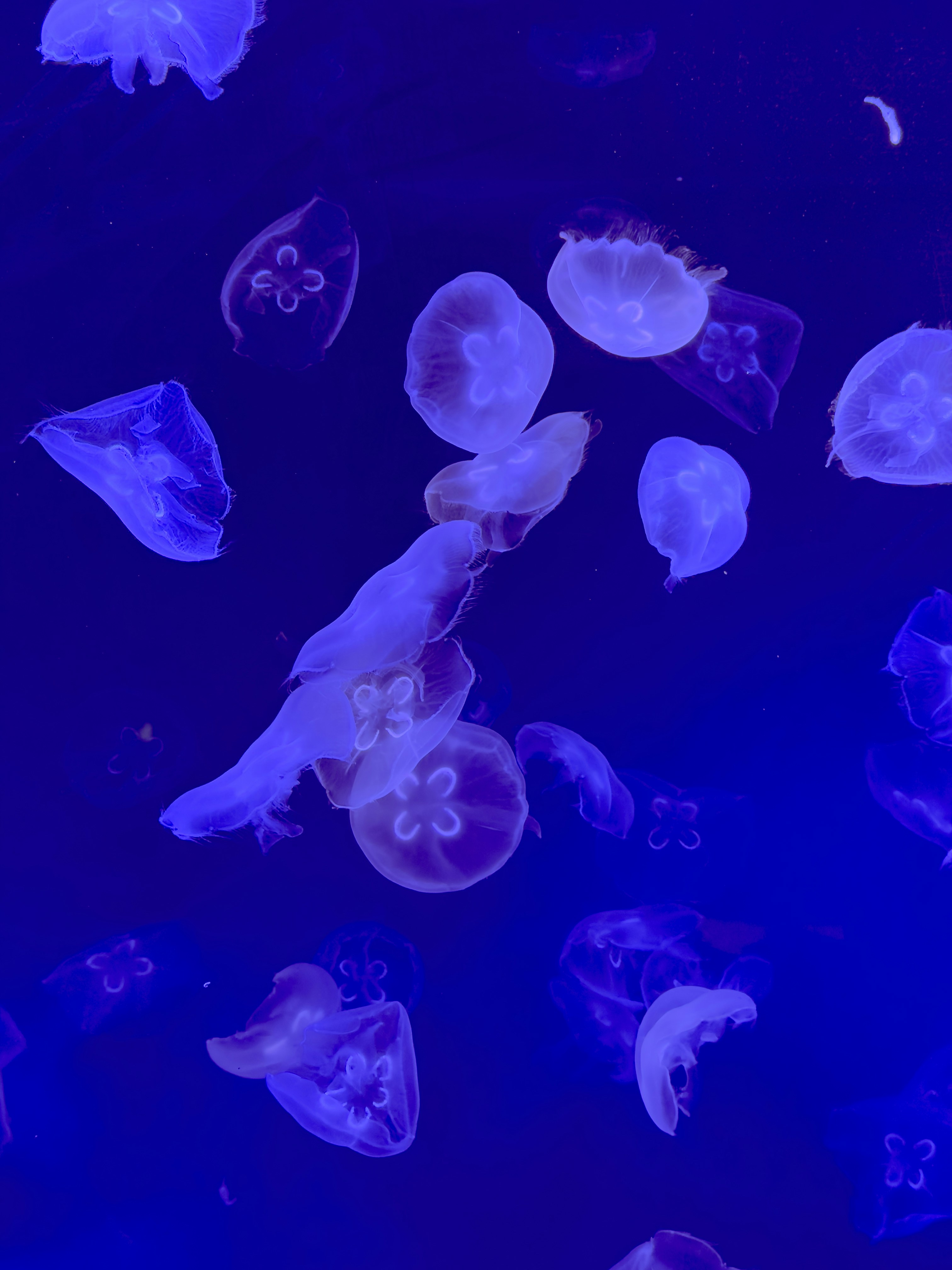 Luminous Jellyfish Drift Through Electric Blue Waters