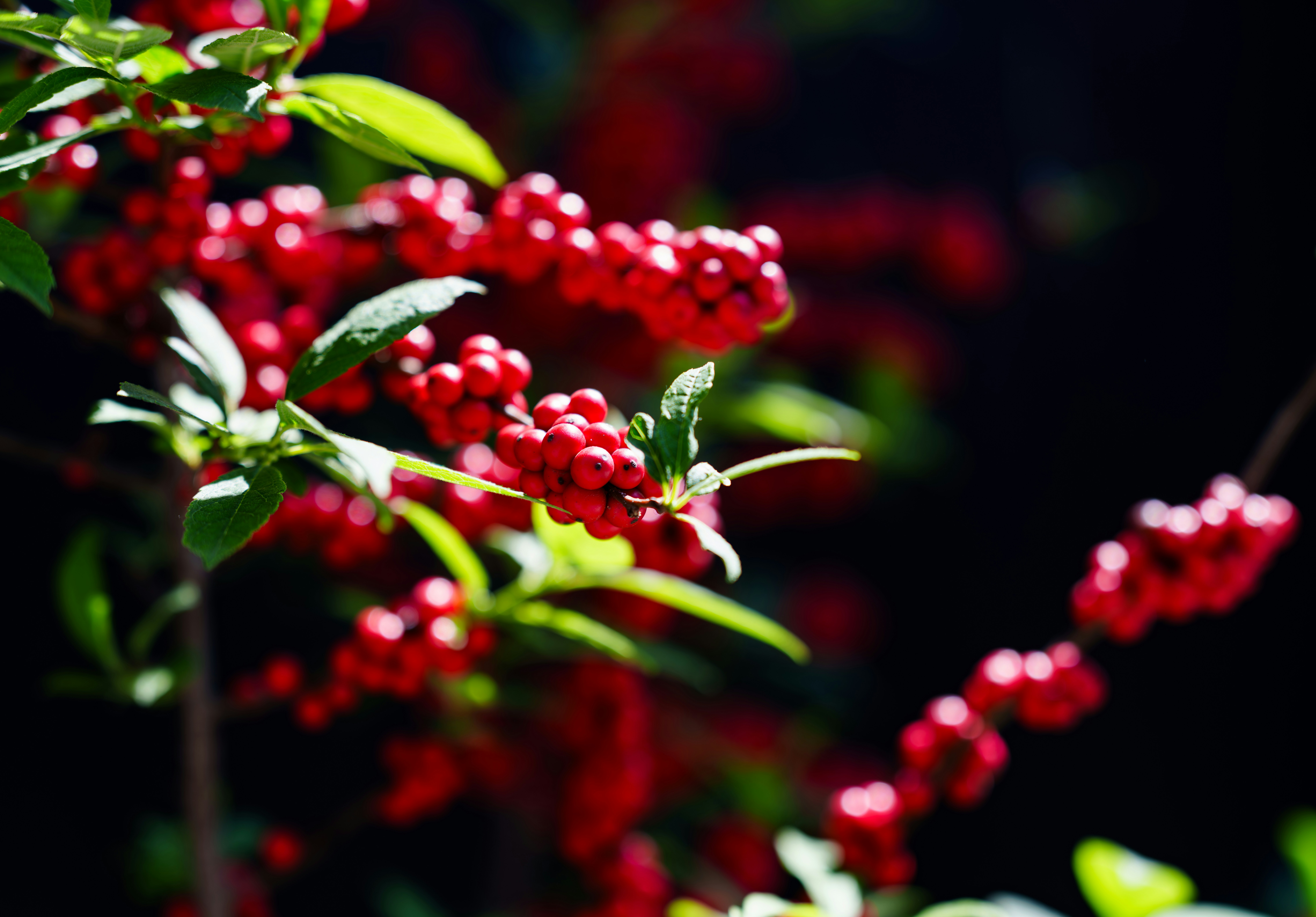 Crimson Cluster on a Quiet Branch