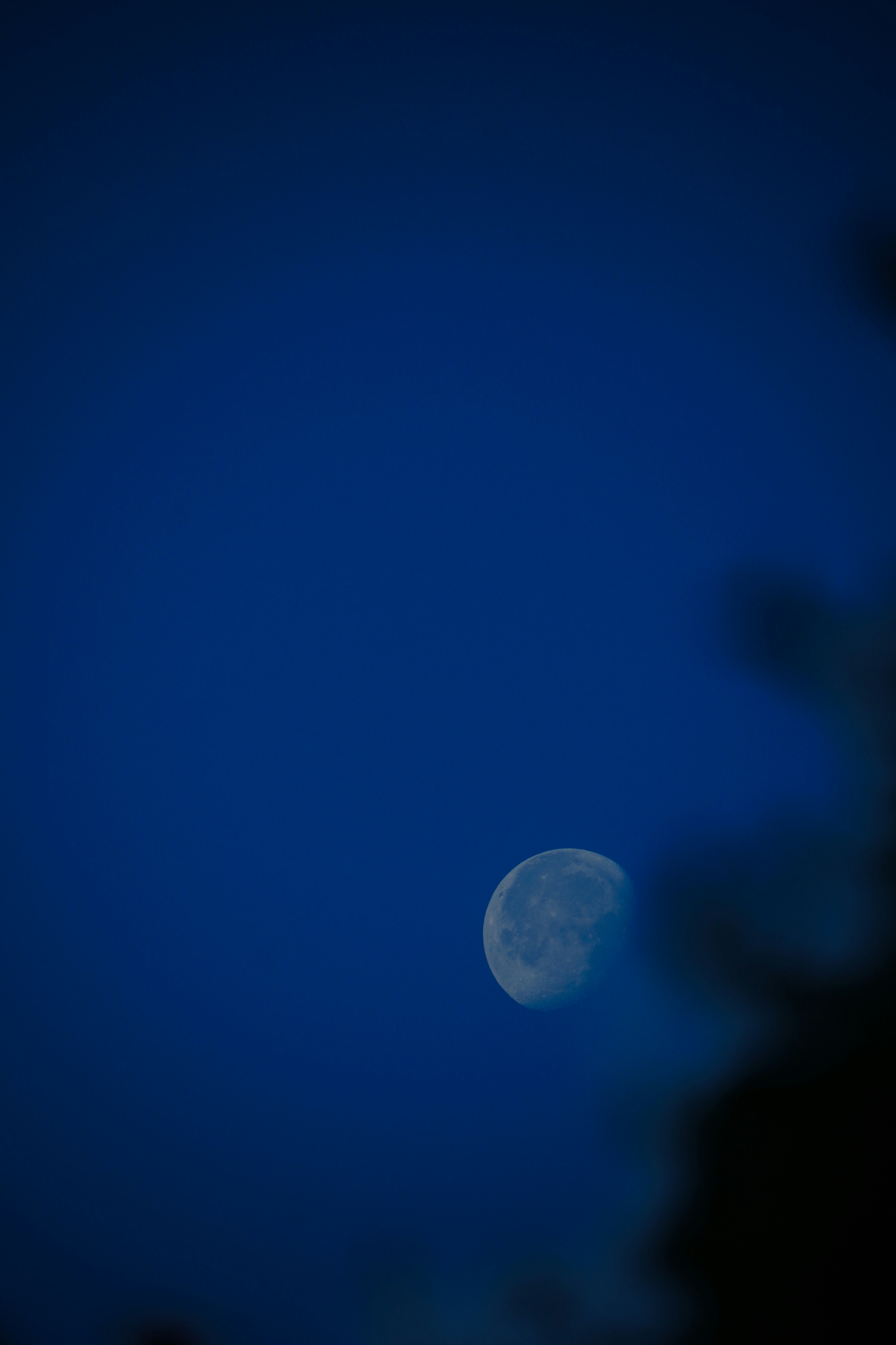 Moonlit Blue: Evening Crane in the Silhouette