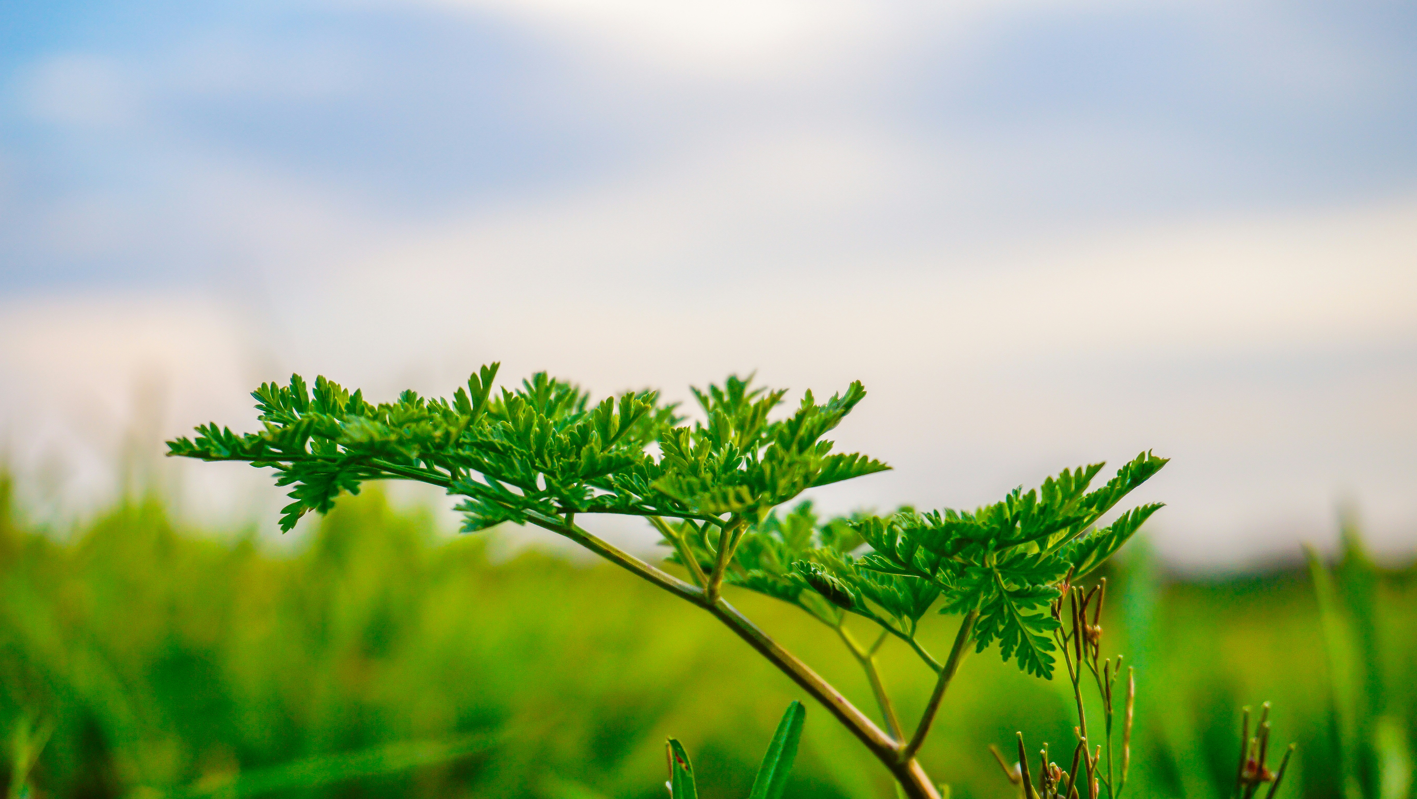 Verdant Tell: Close-Up of a Fresh Green Sprig Against a Misty Horizon