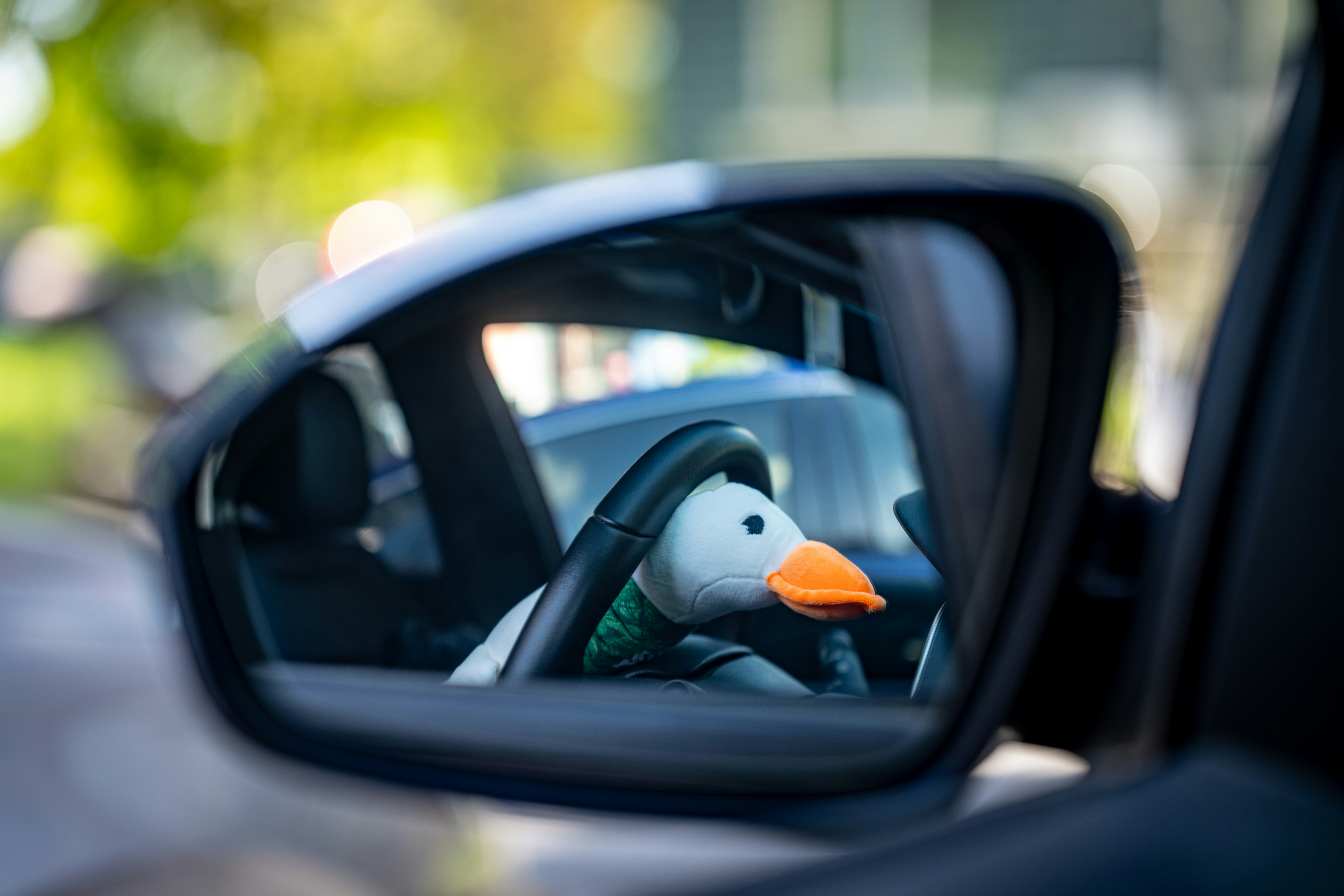 Duck in the Driver's Side: A Quirky Reflection in the Car Mirror