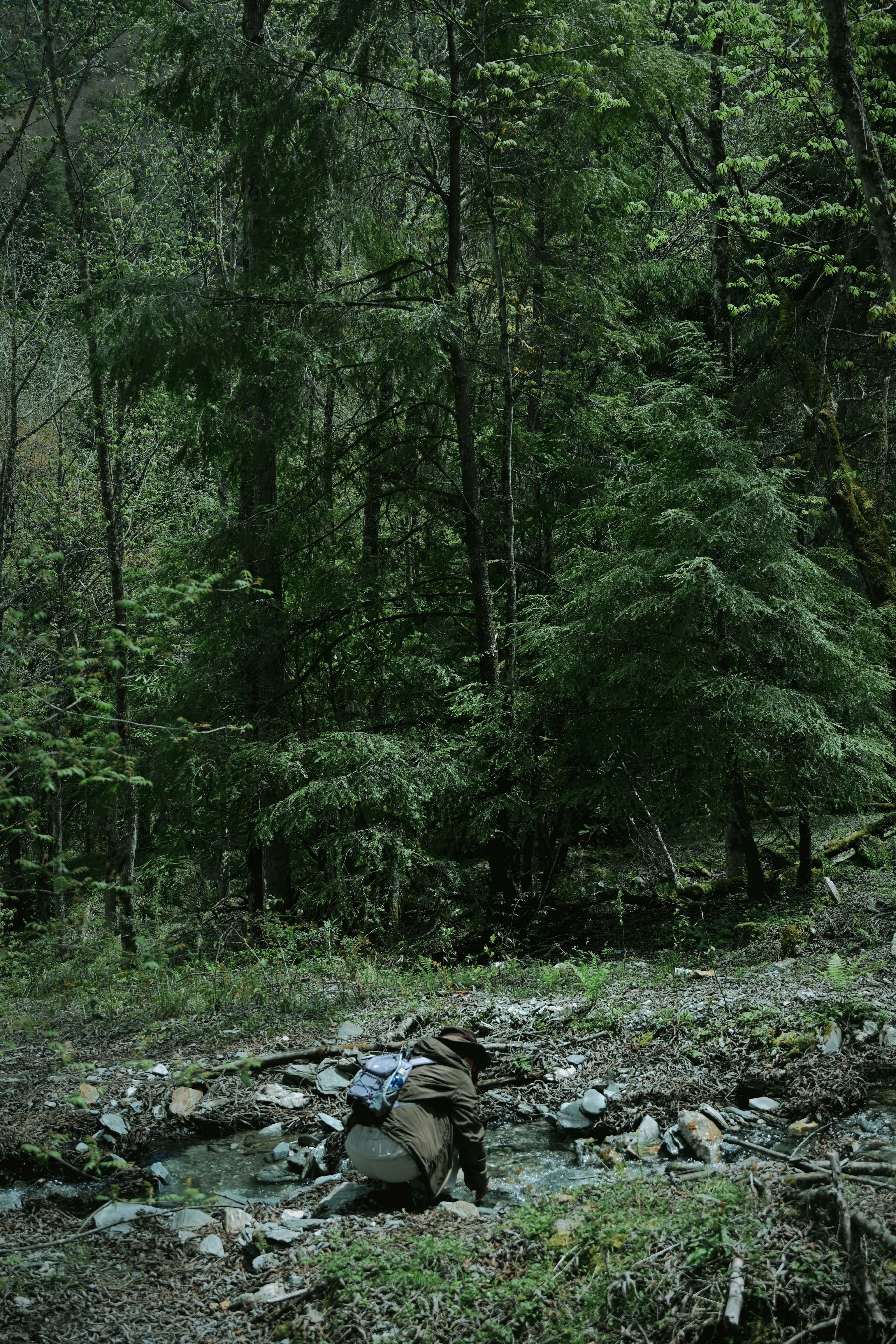 Low-Ced Forest Gleaning: Hunter by the Stream