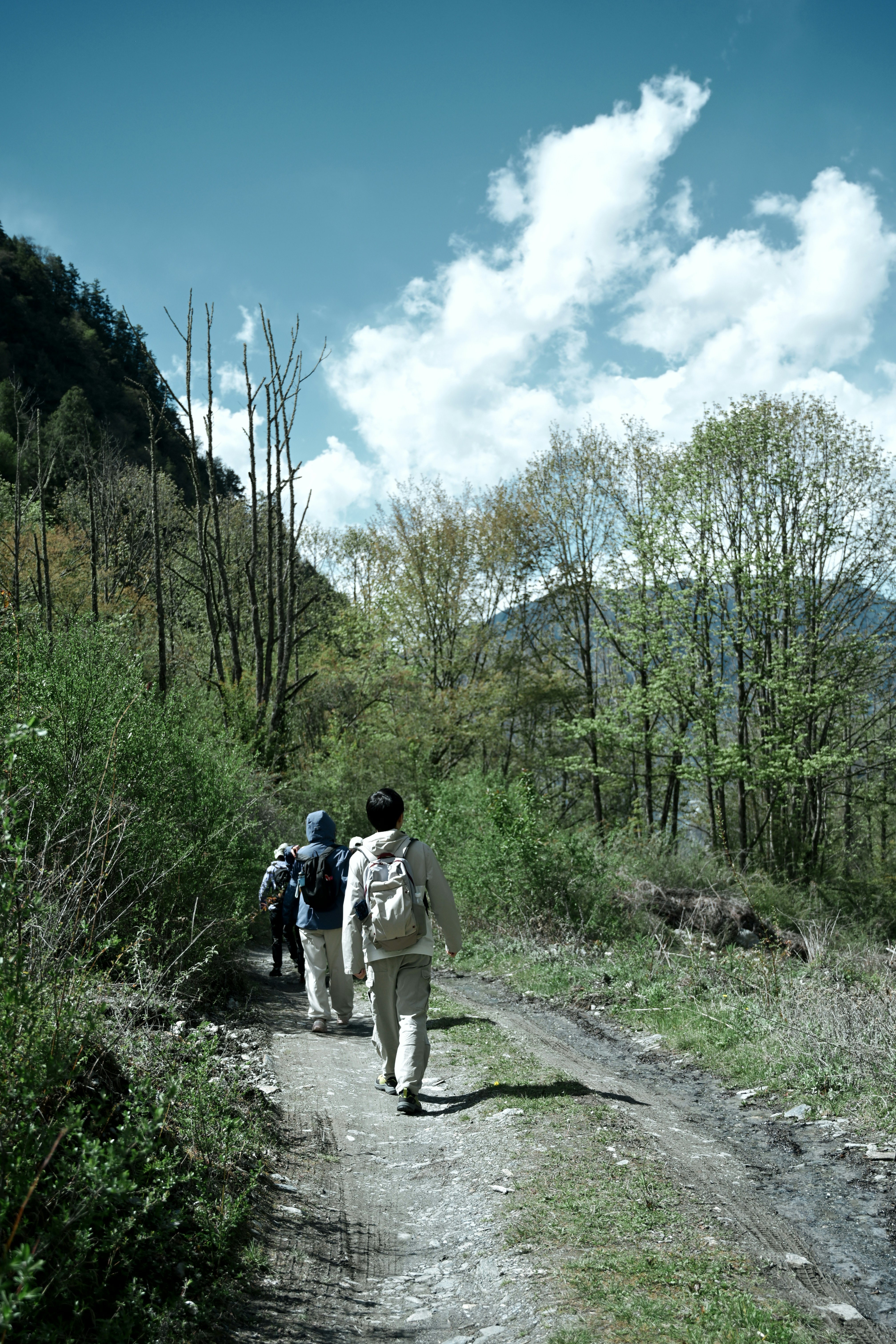 Three hikers tread a winding forest path under a bright sky