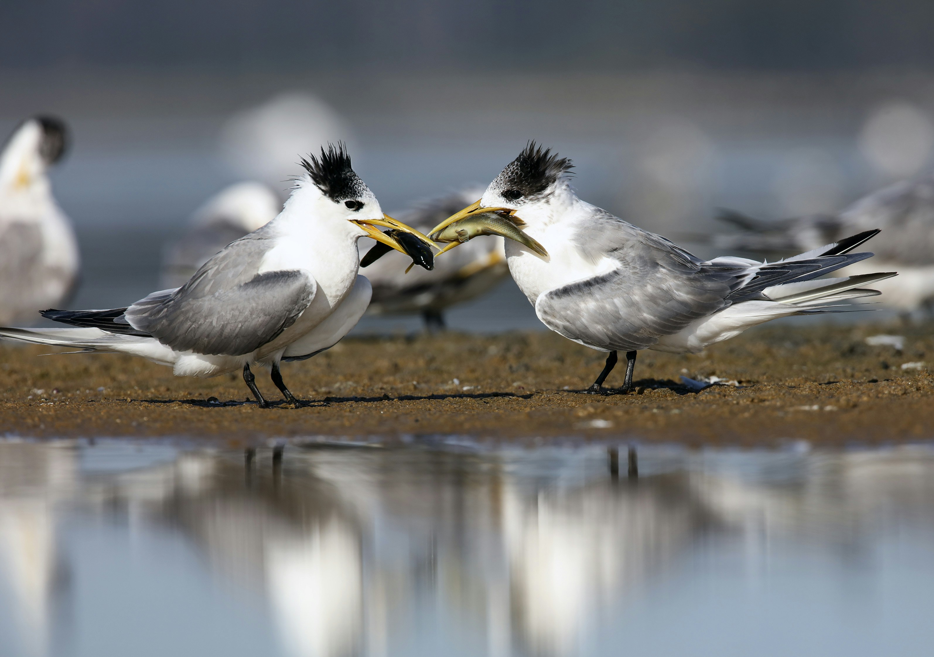 Two Crested Terns in Conversation on Shallow Shore