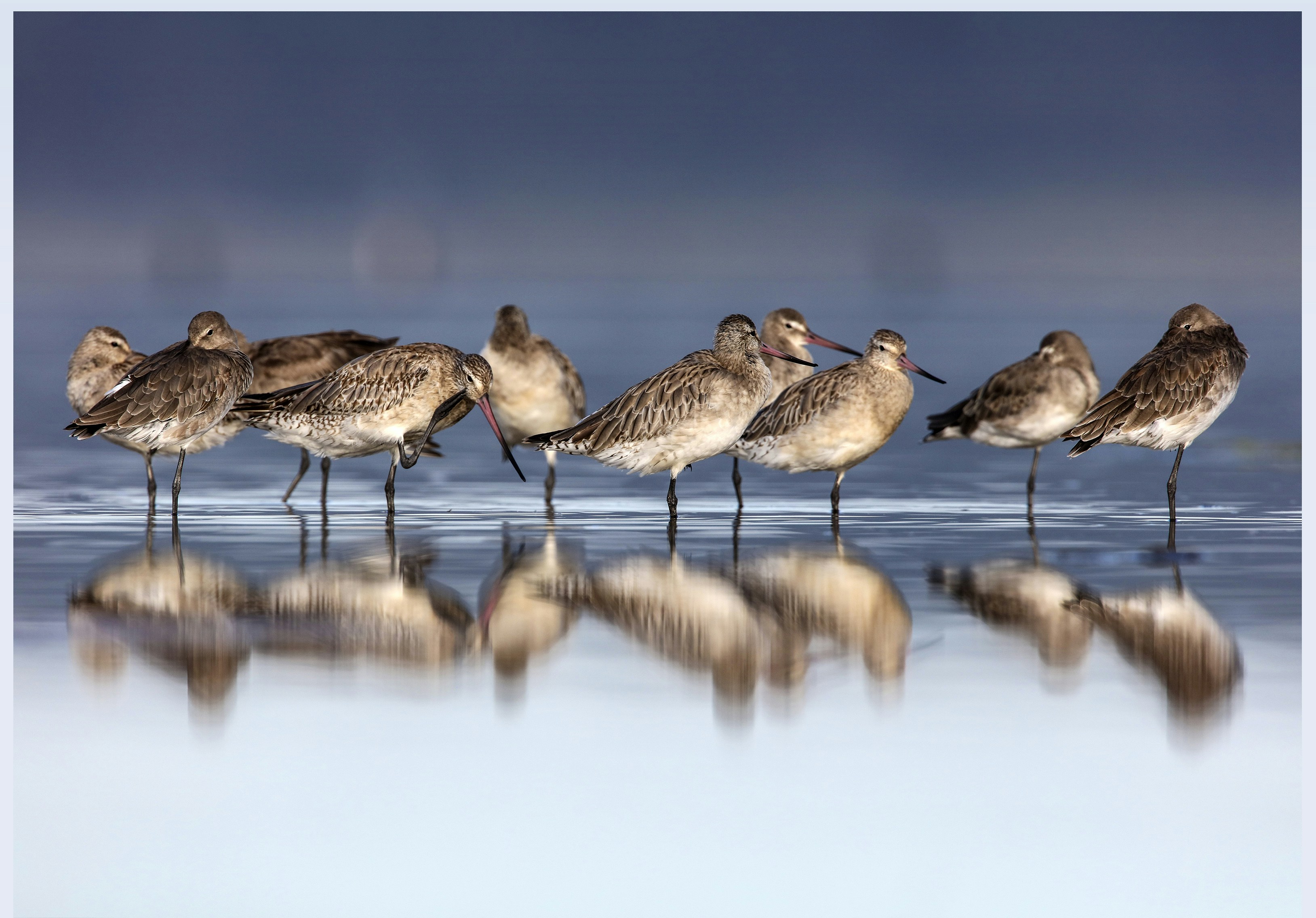 Line of Shorebirds at Silent Mirror