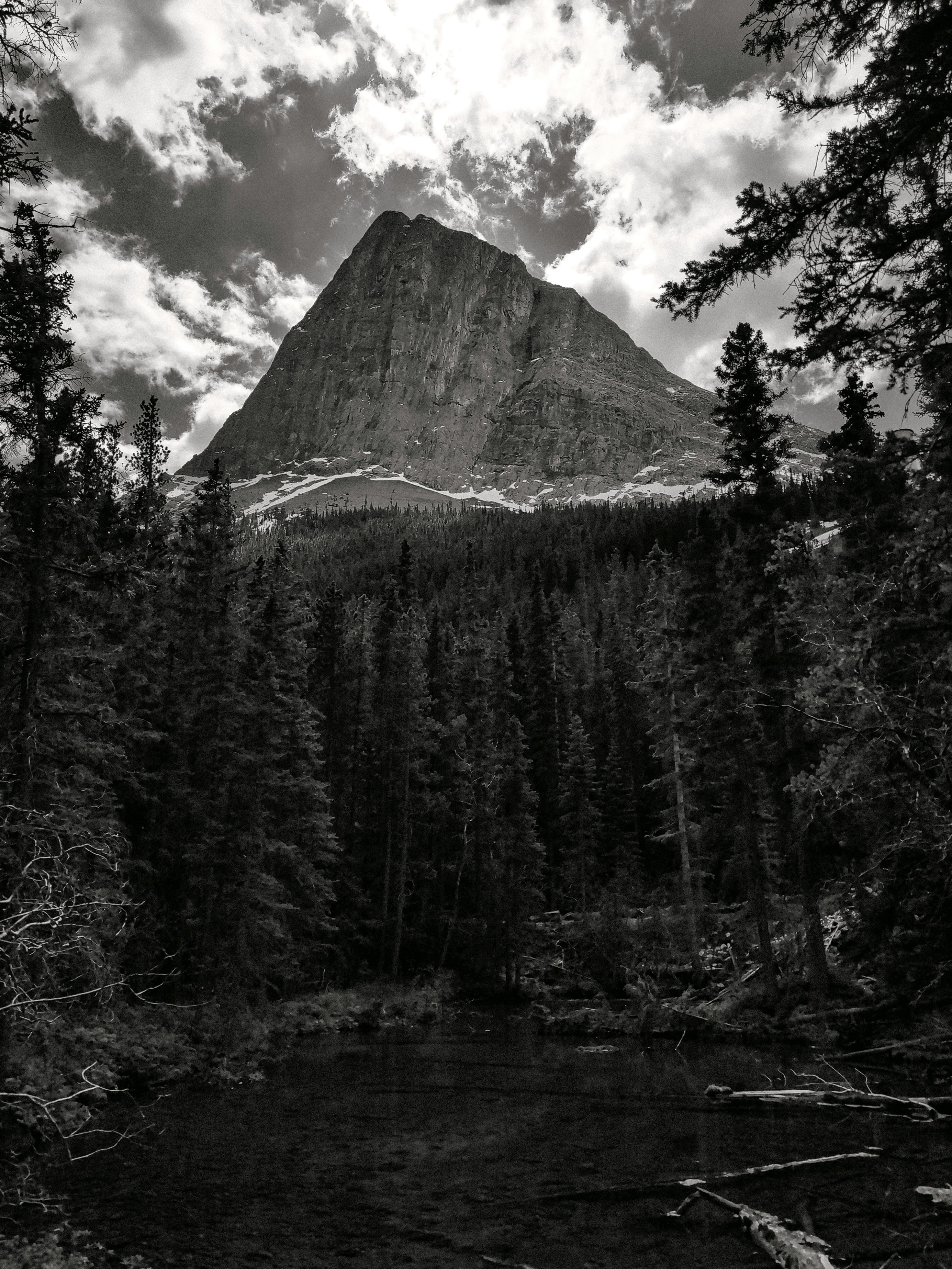 Peak Above Pines: A monochrome Alpine Silence