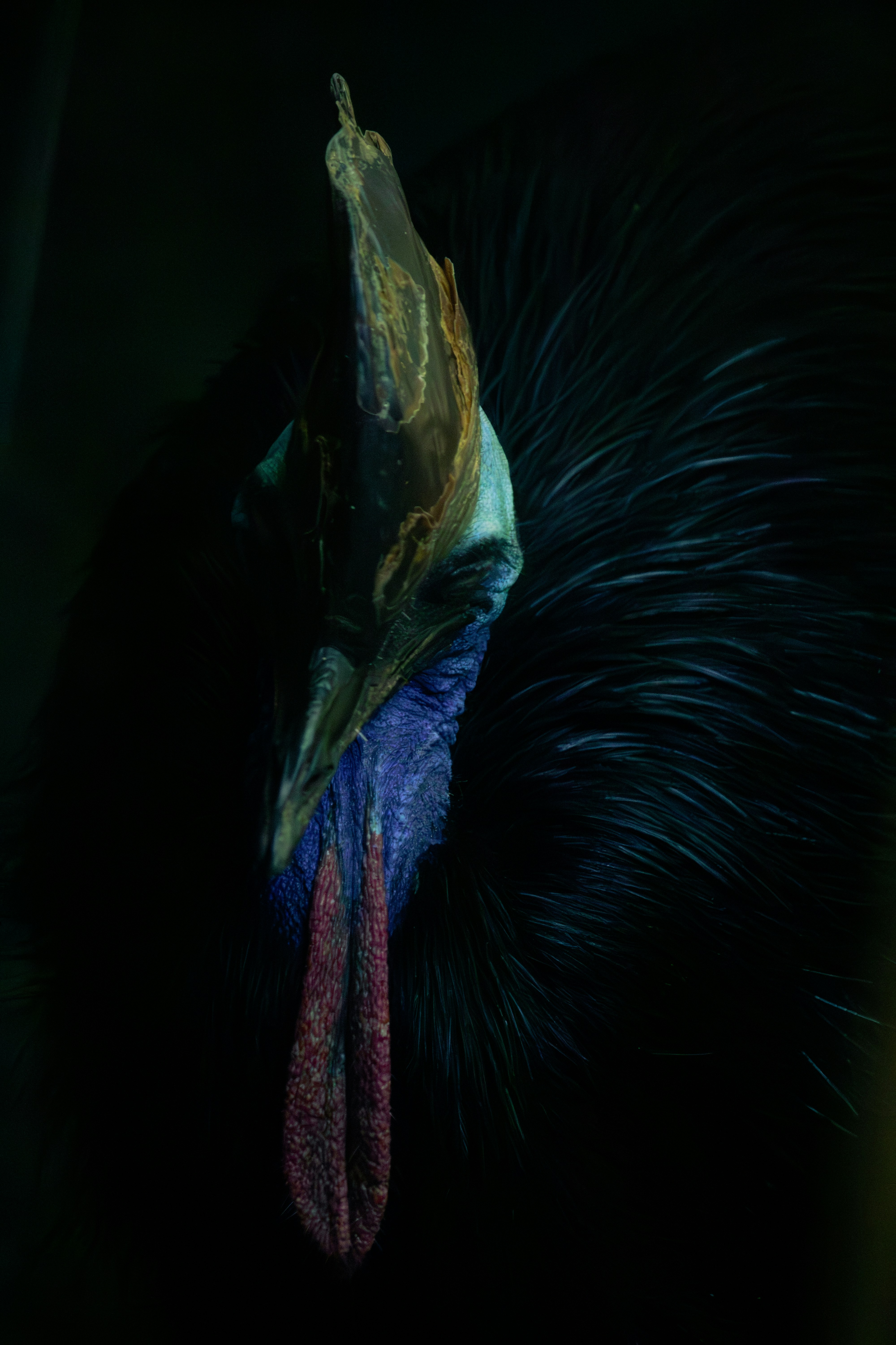 Dark Petal Crown: A Dusky Turkey Forehead in Focus