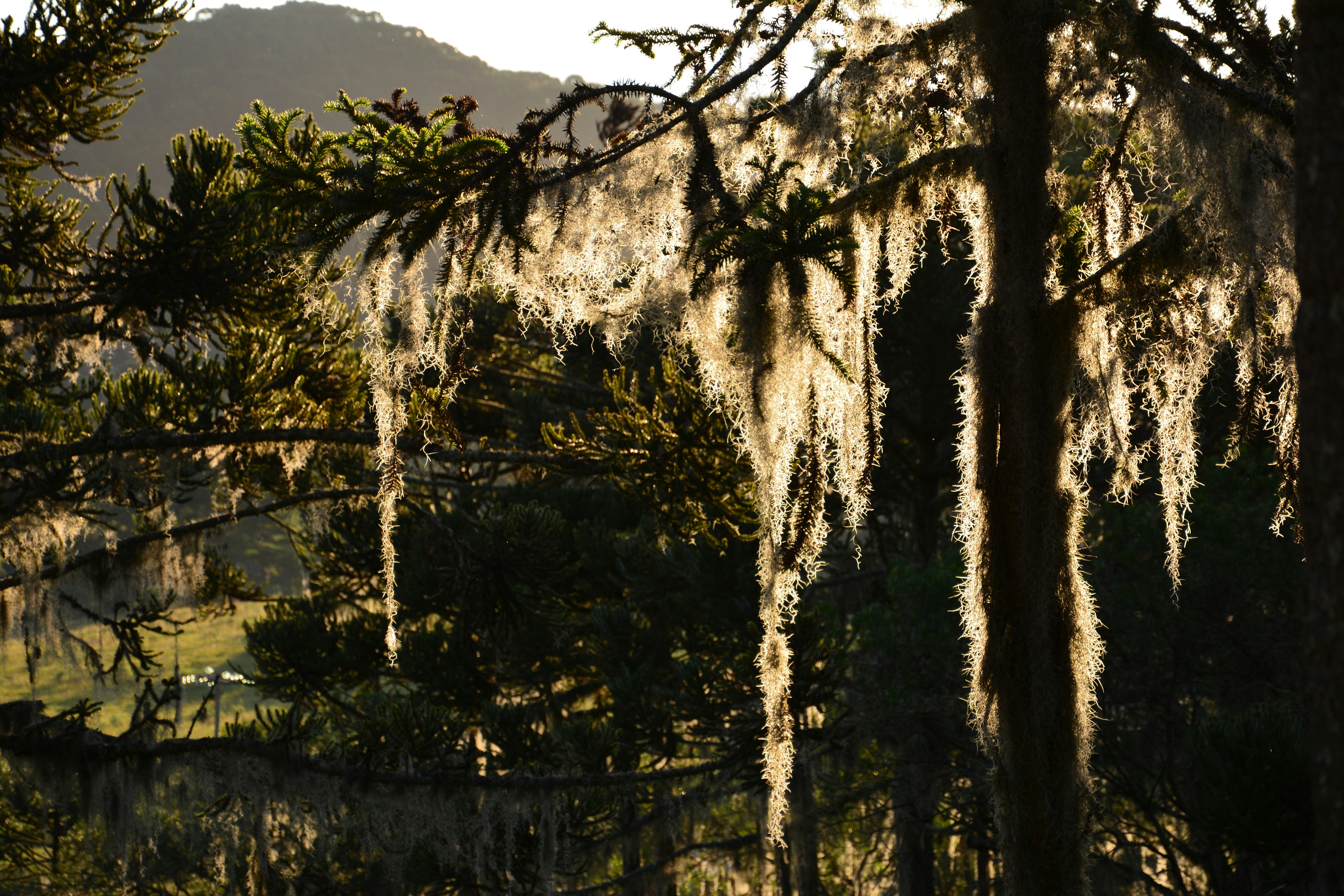 Sunlit Spanish Moss Veil Over Quiet Pines