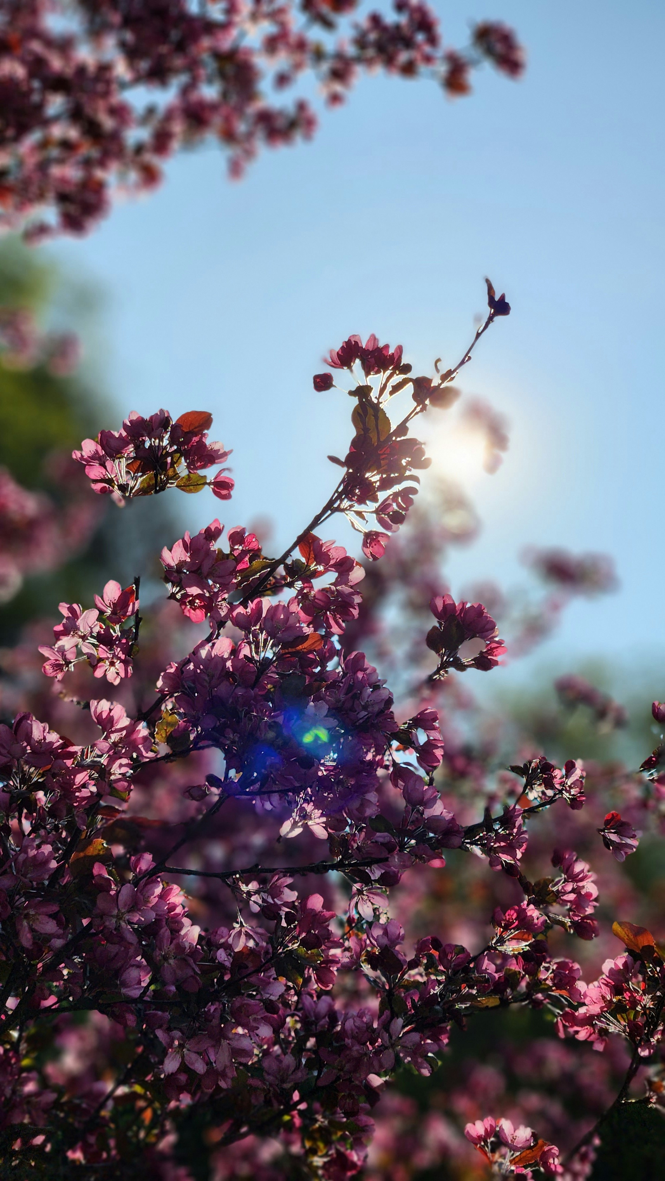 Sunlit Pink Blossoms Backlit by the Sky