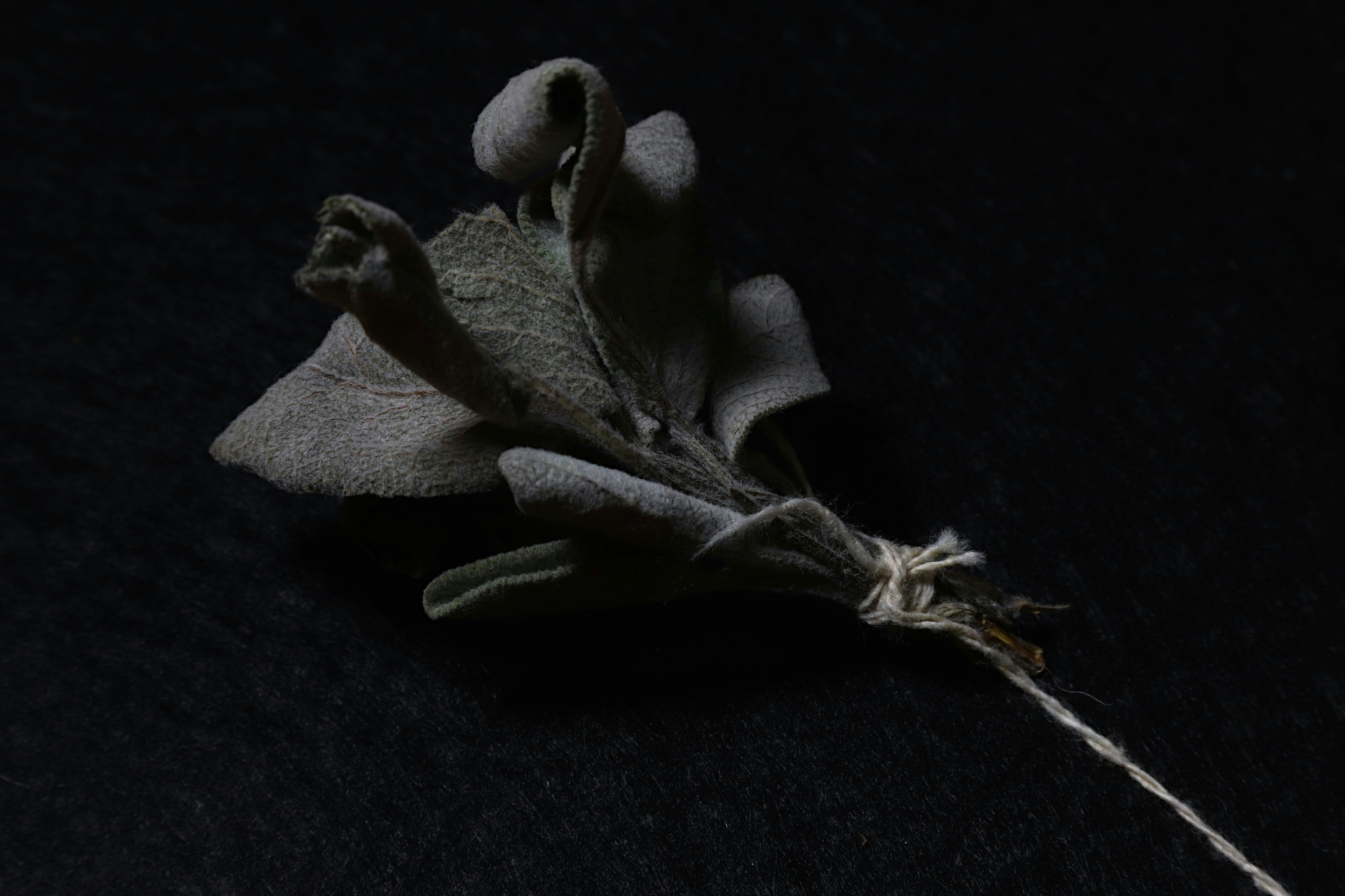 Desolate Sage: a dried leaf bound by night