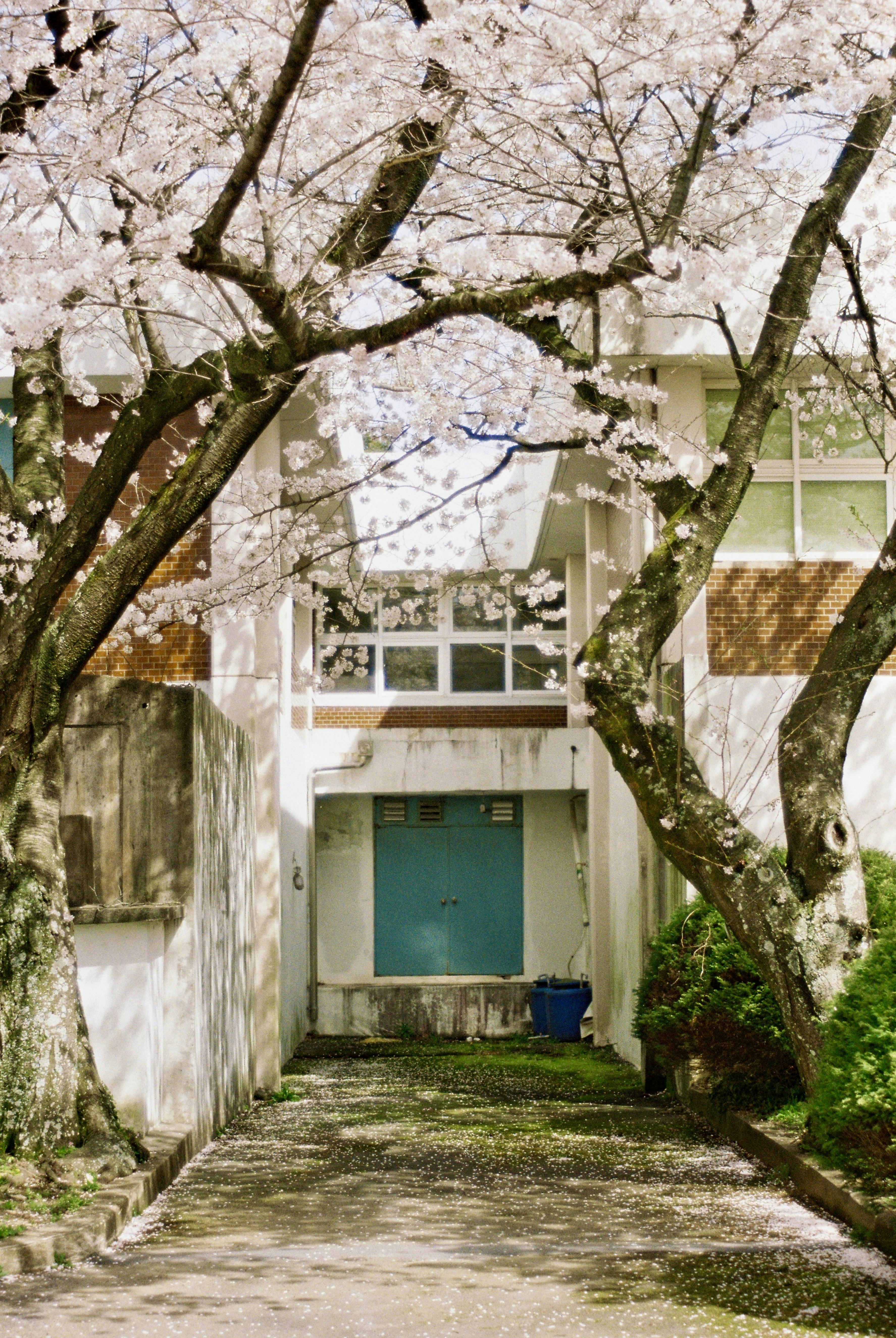 Cherry Blossom Archway to a Quiet Campus Door