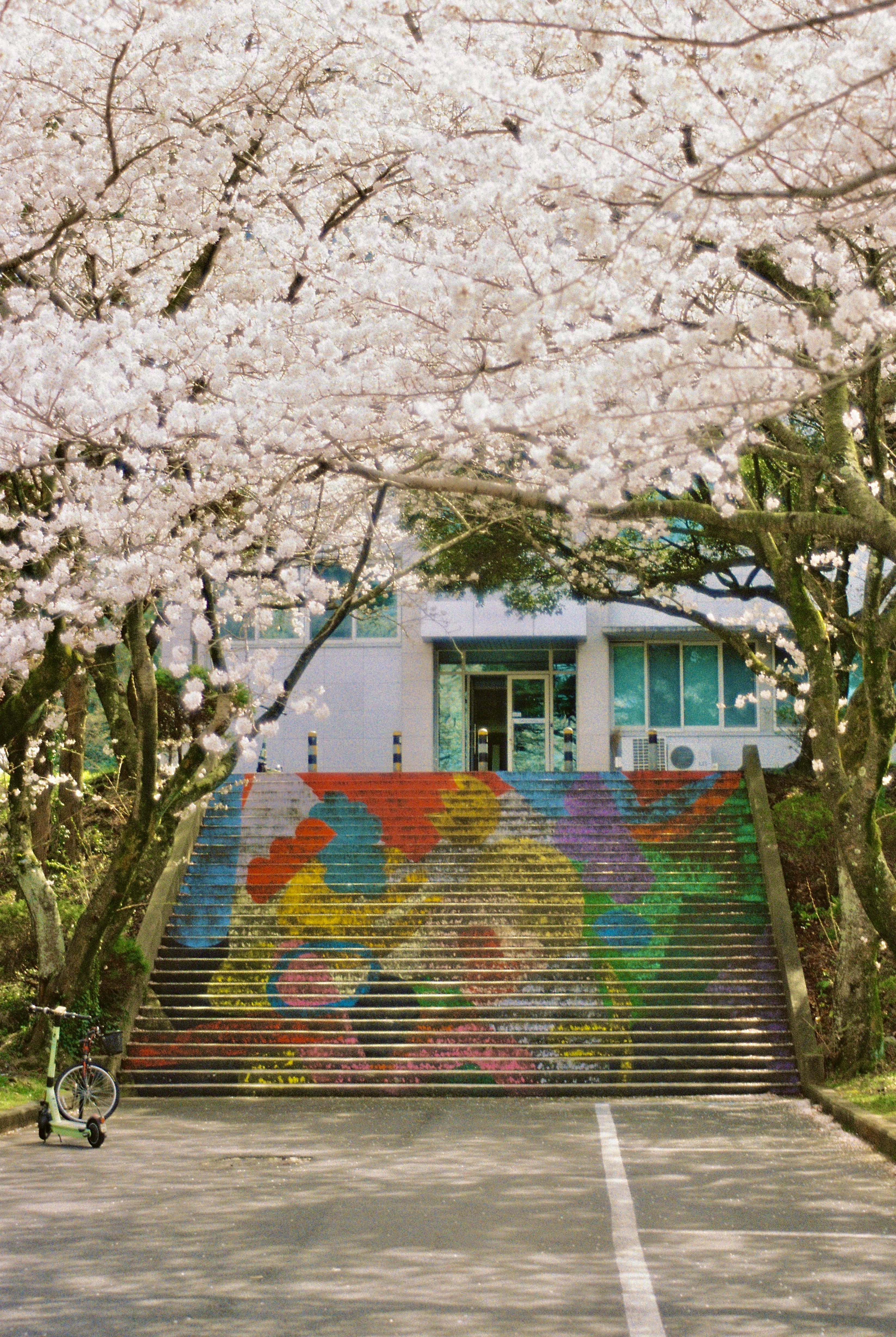 Colorful Steps Beneath Blooming Canopy