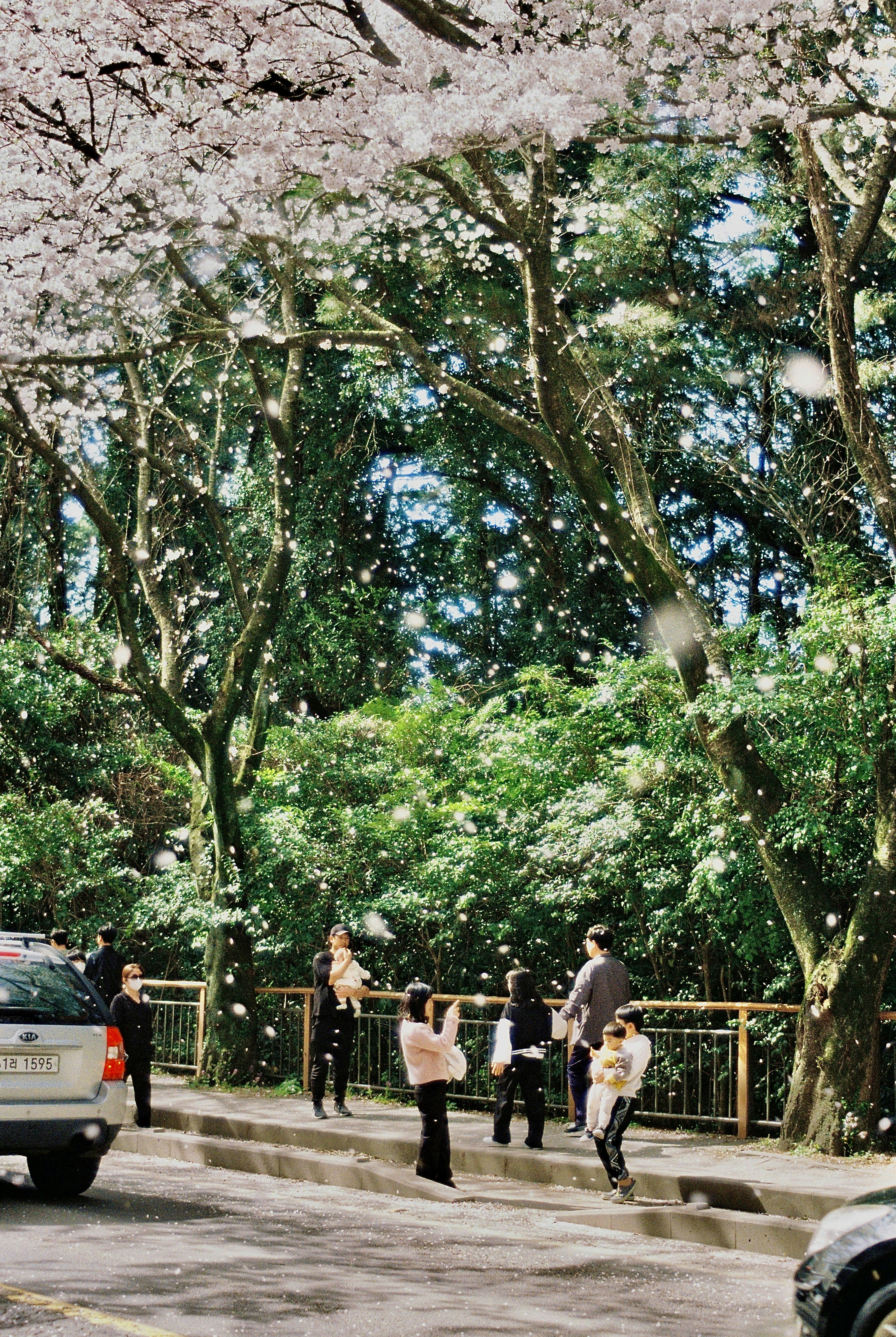 Cherry Blossom Shower Over a Park Scene