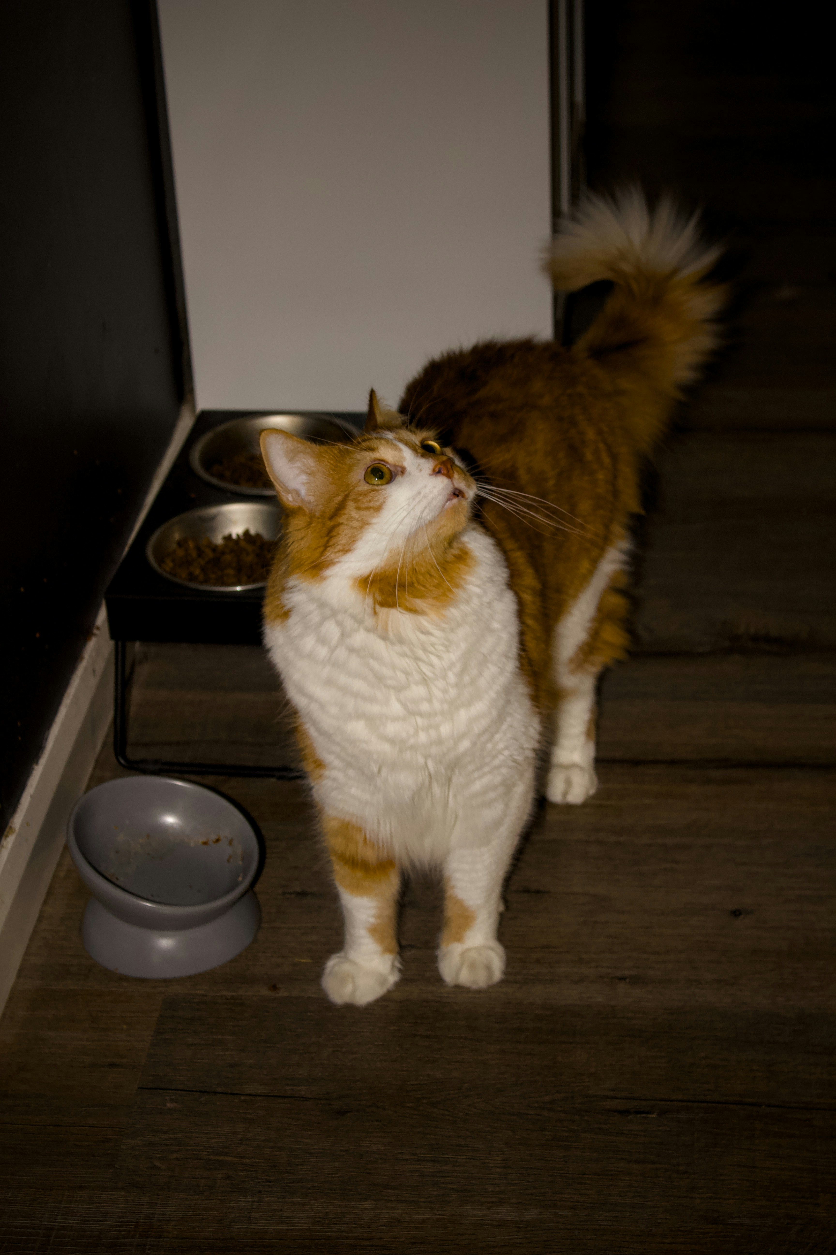 Awaiting Dinner: Curious Calico Cat in a Dim Kitchen