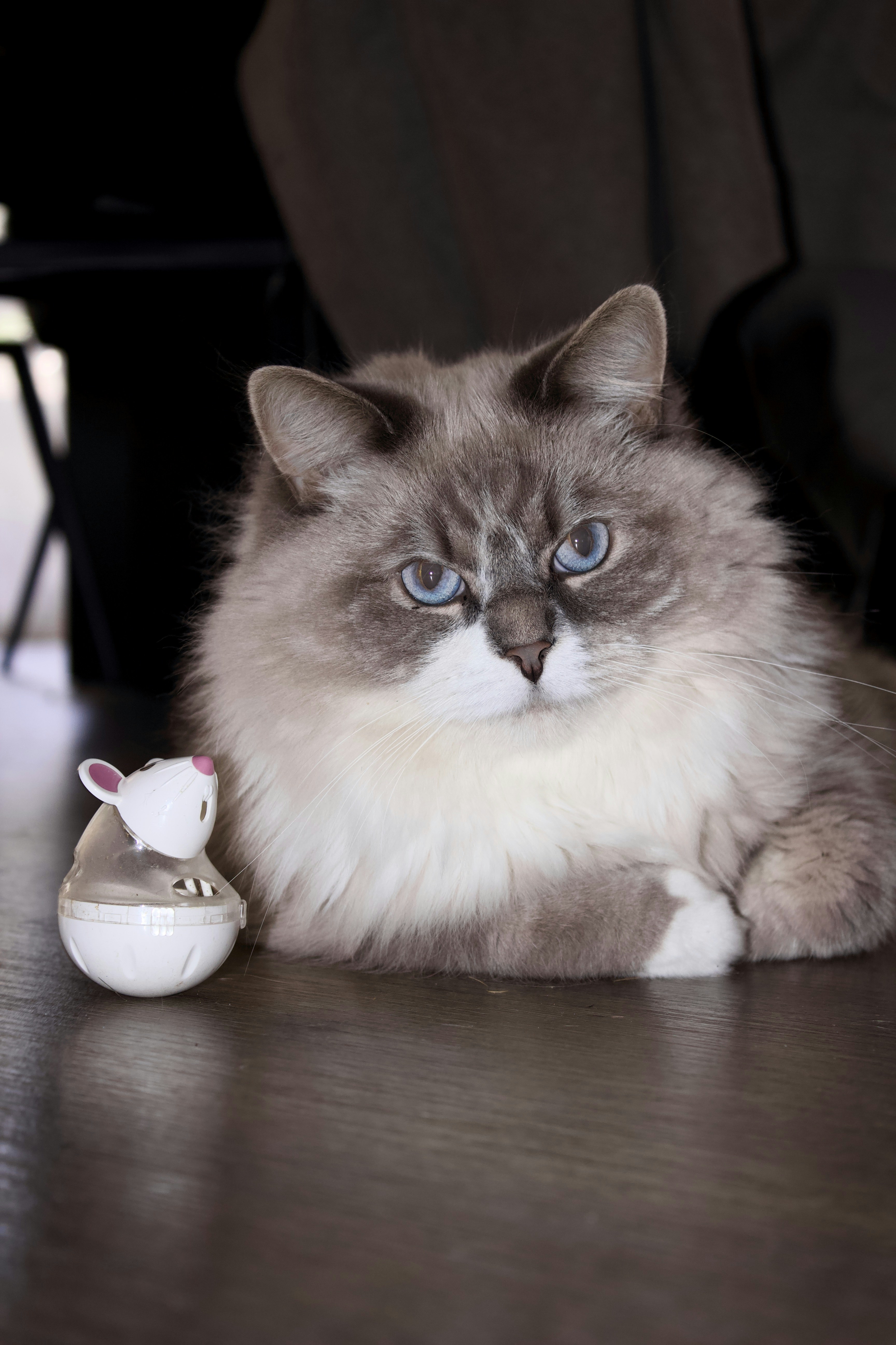 Blue-eyed feline in soft light with a whimsical toy companion