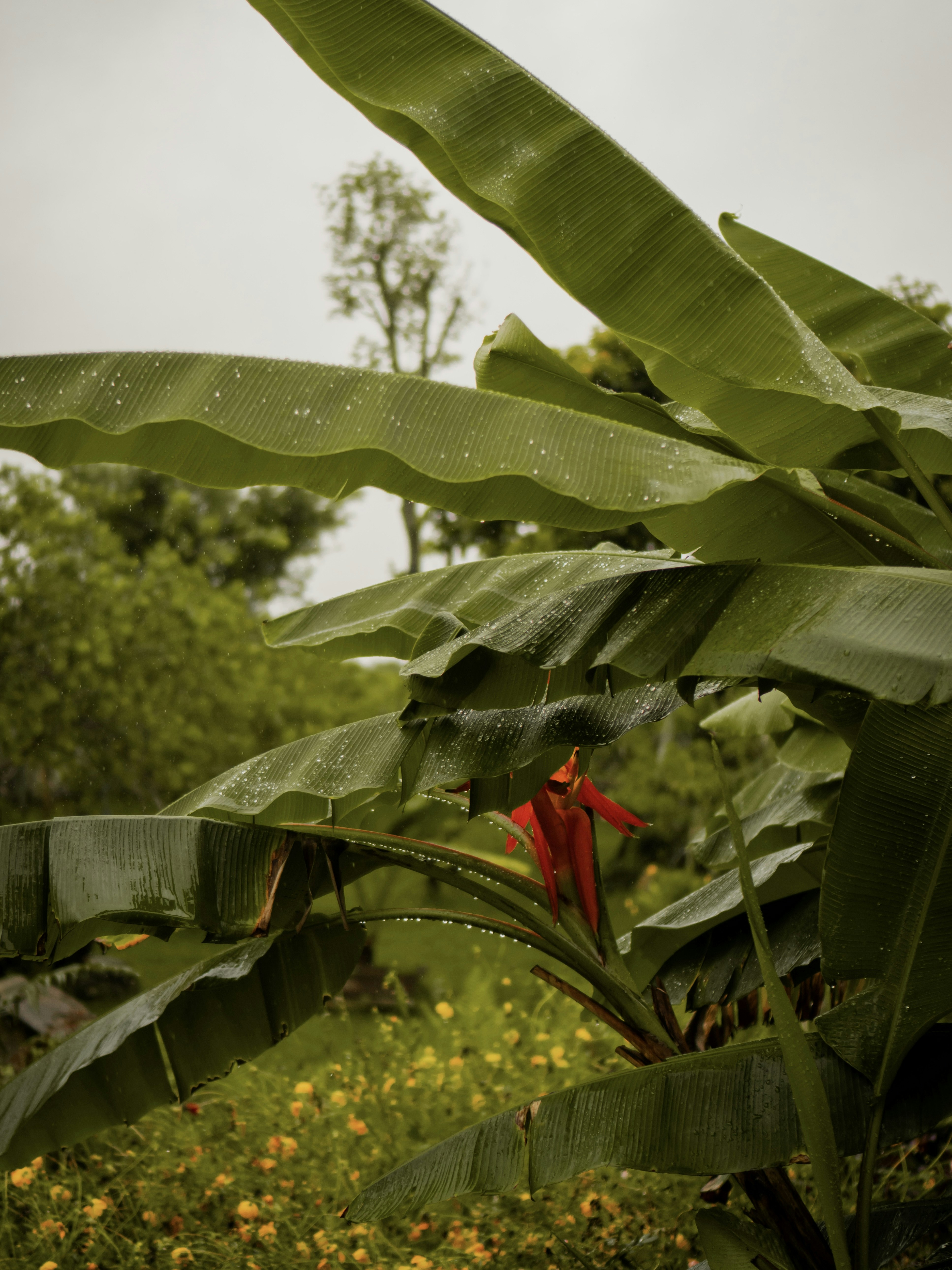 Crimson Bloom below Banana Canopy