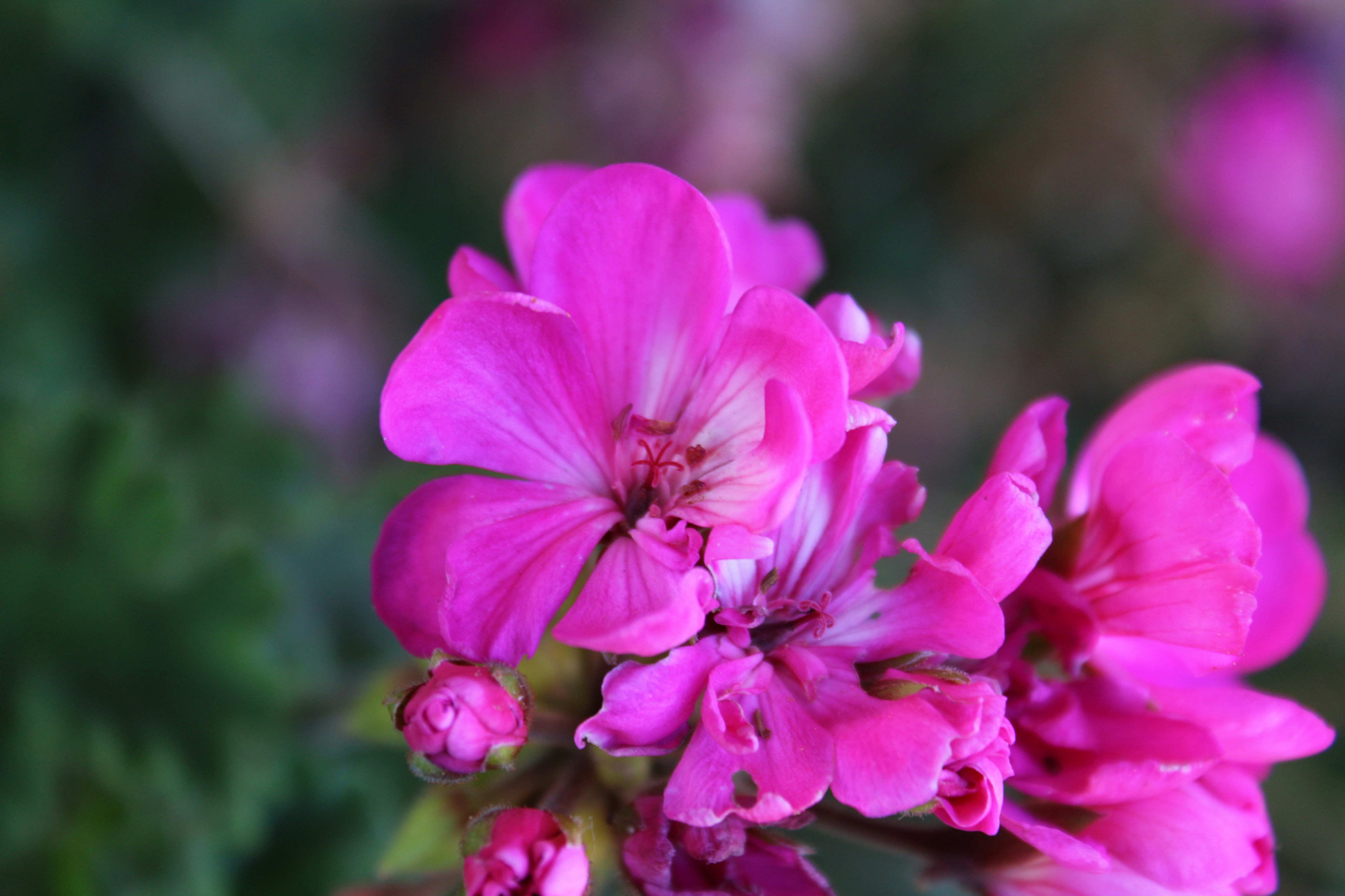 Pink Petal Mosaic: A Bold Bloom in Soft Focus