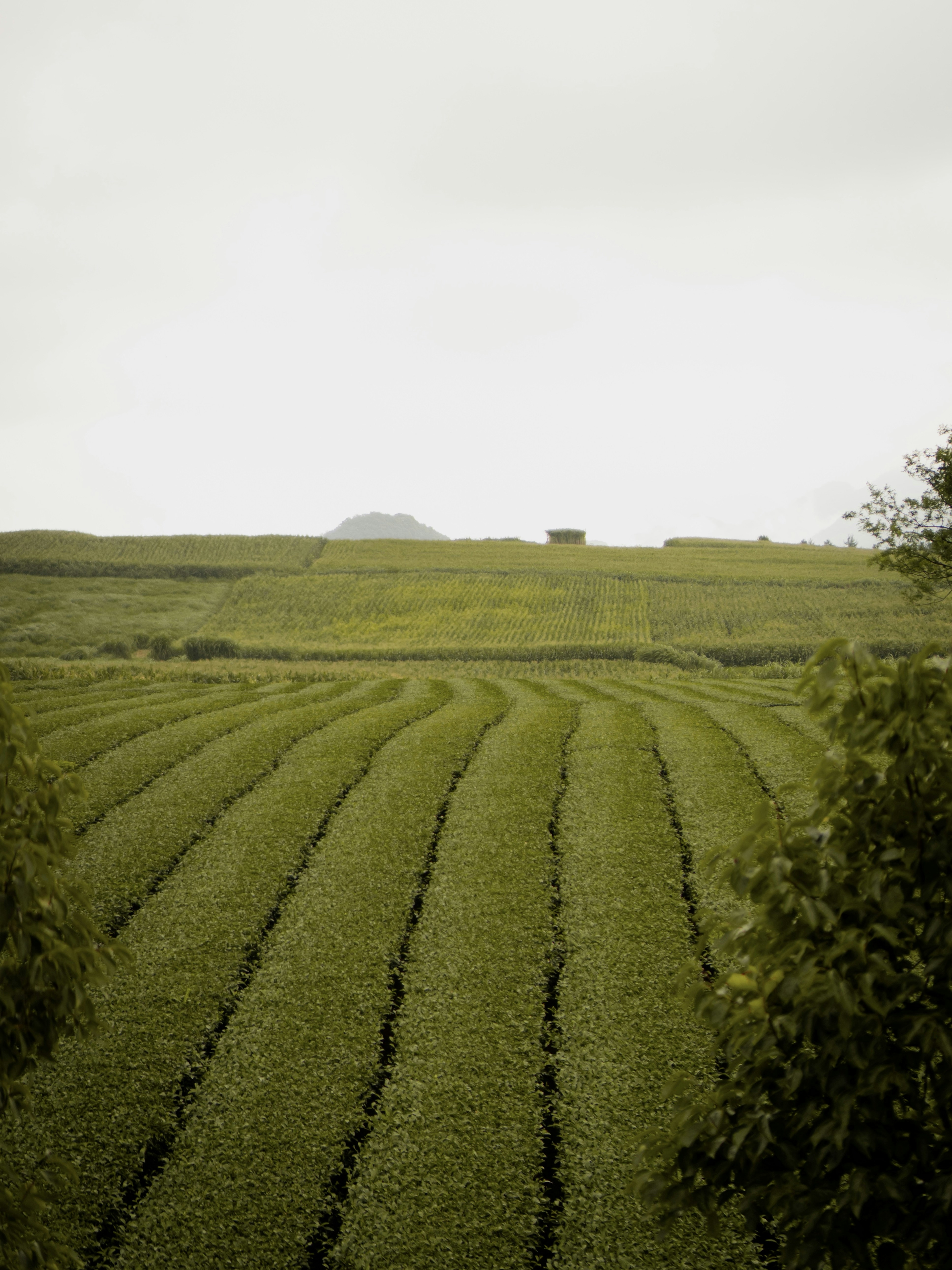 Horizon Rows: A Quiet Quilt of Farm Fields