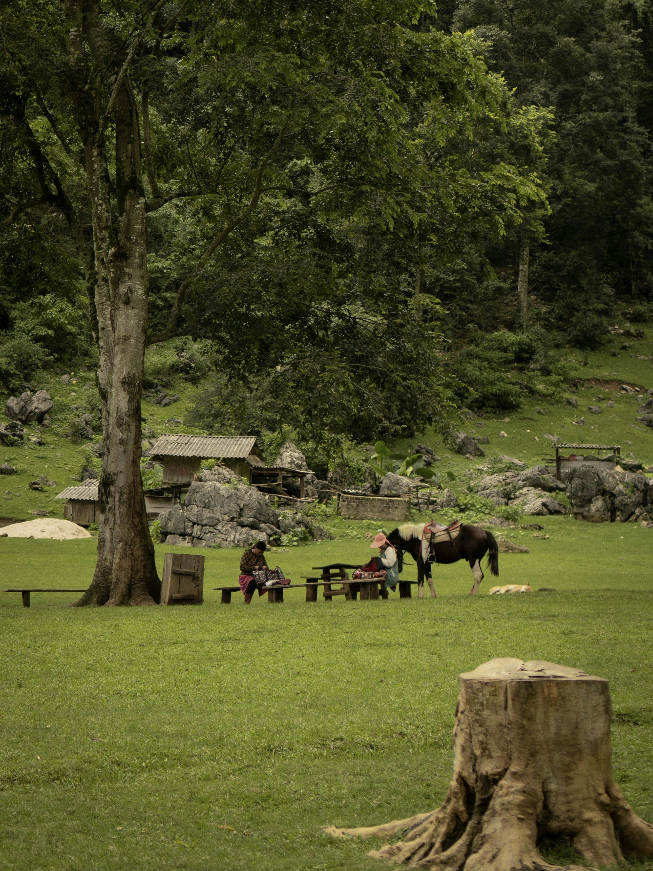 Pasture Portrait: A Quiet Moment by the Horse and the Hill