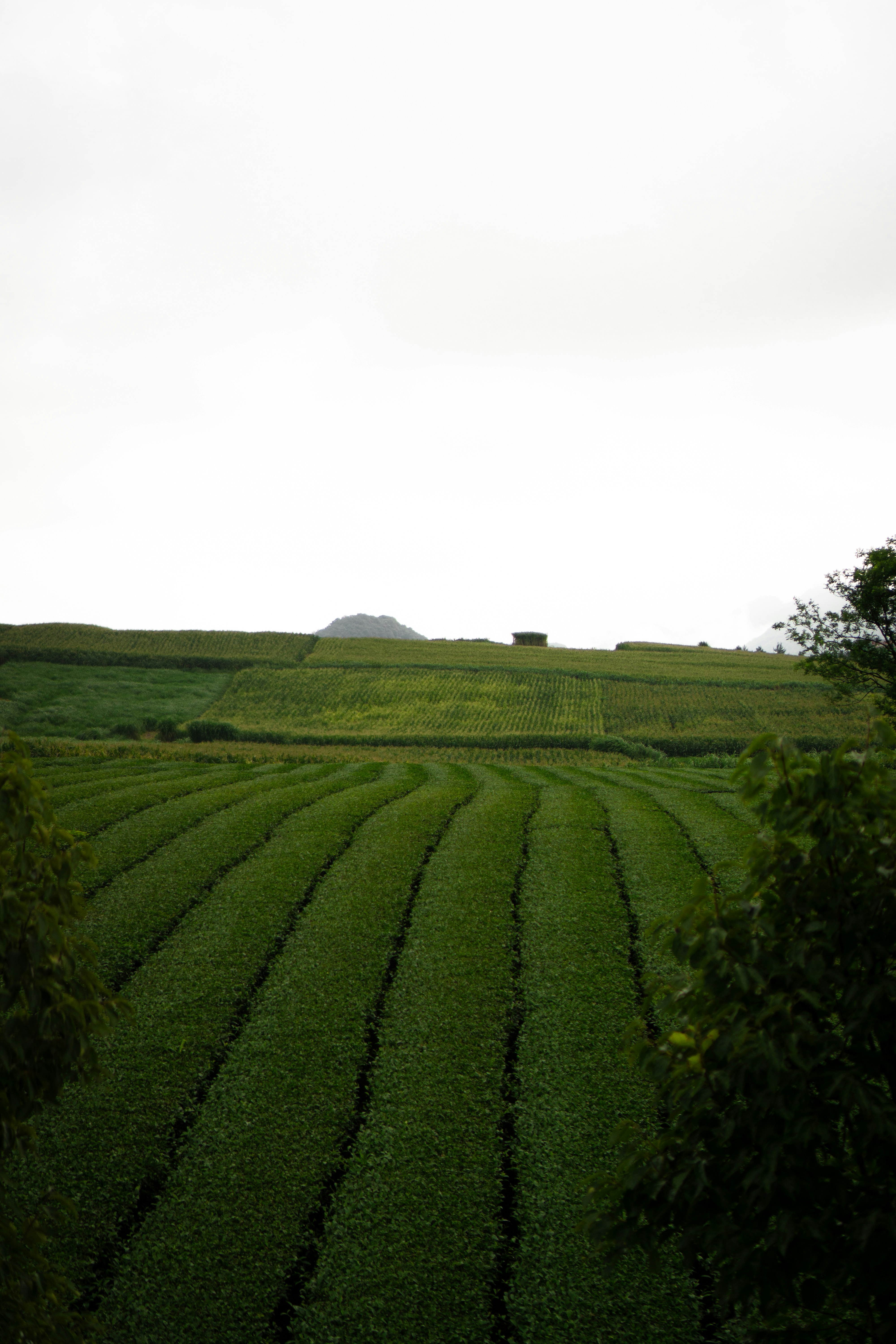 Vibrant Fields: Spiral Rows Recede Toward a Quiet Horizon