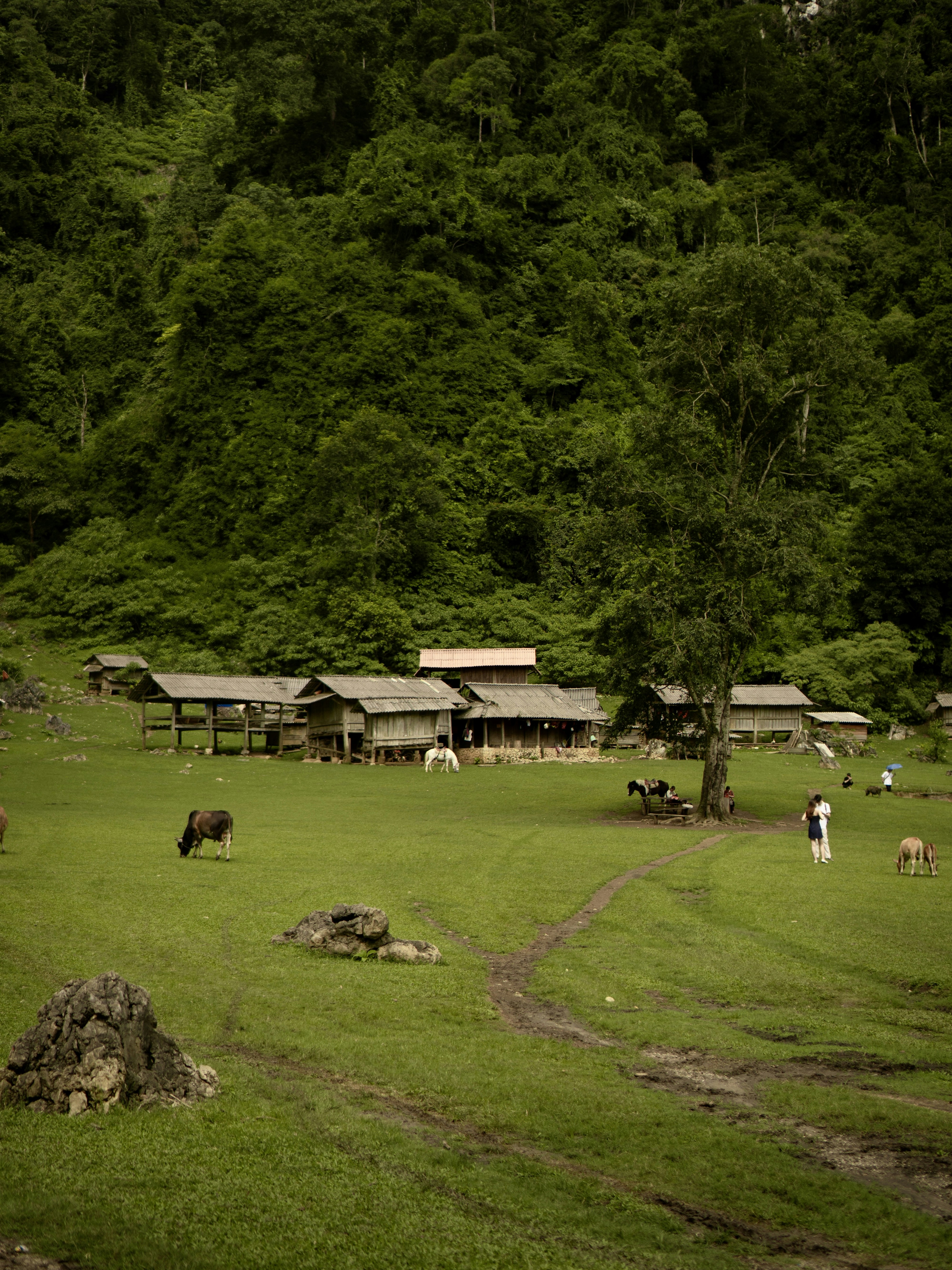 Pastoral Grounds at the Edge of the Forest