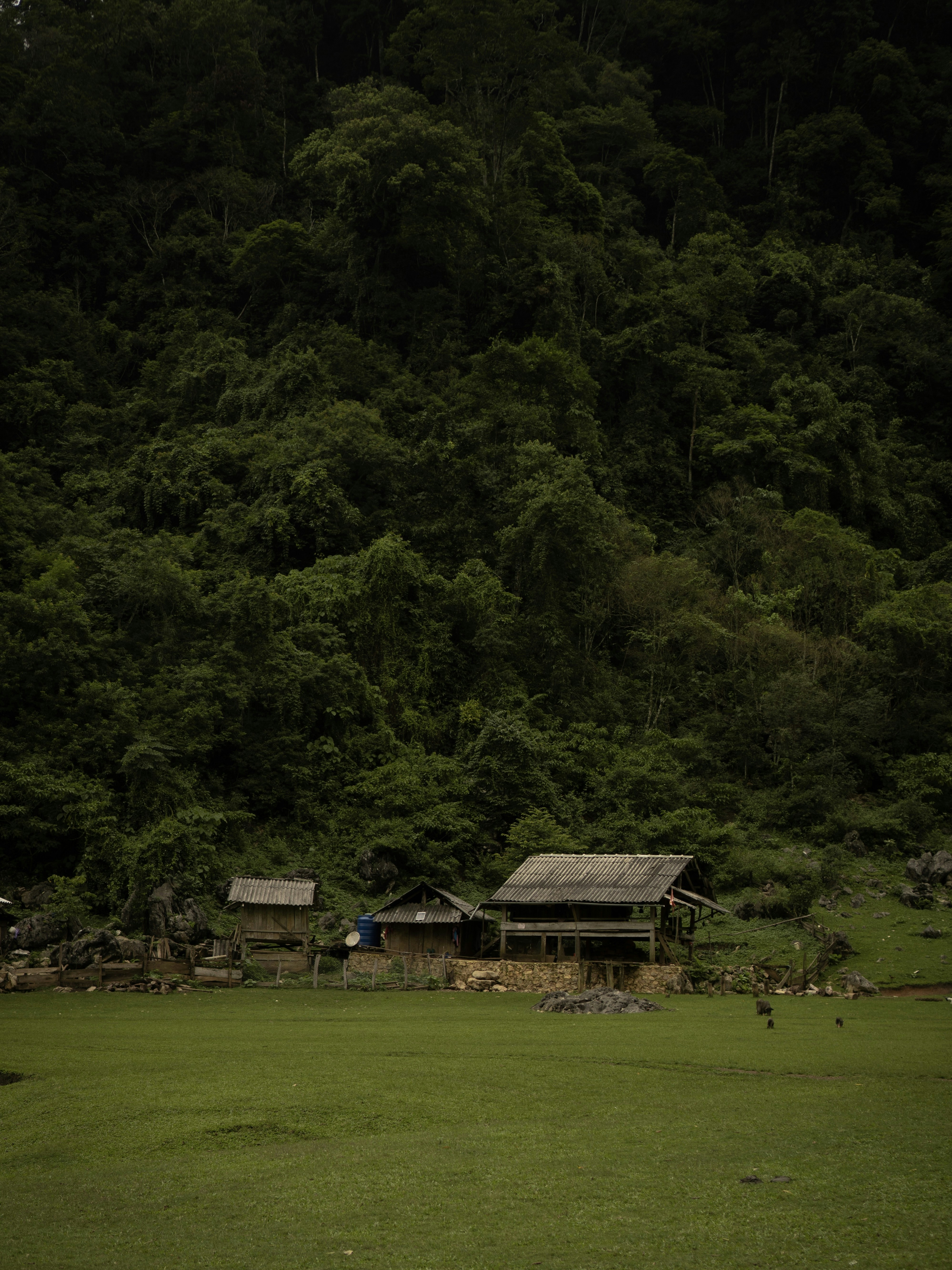 Huts at the Forest Foot with Meadow Resting Under a Green Slope