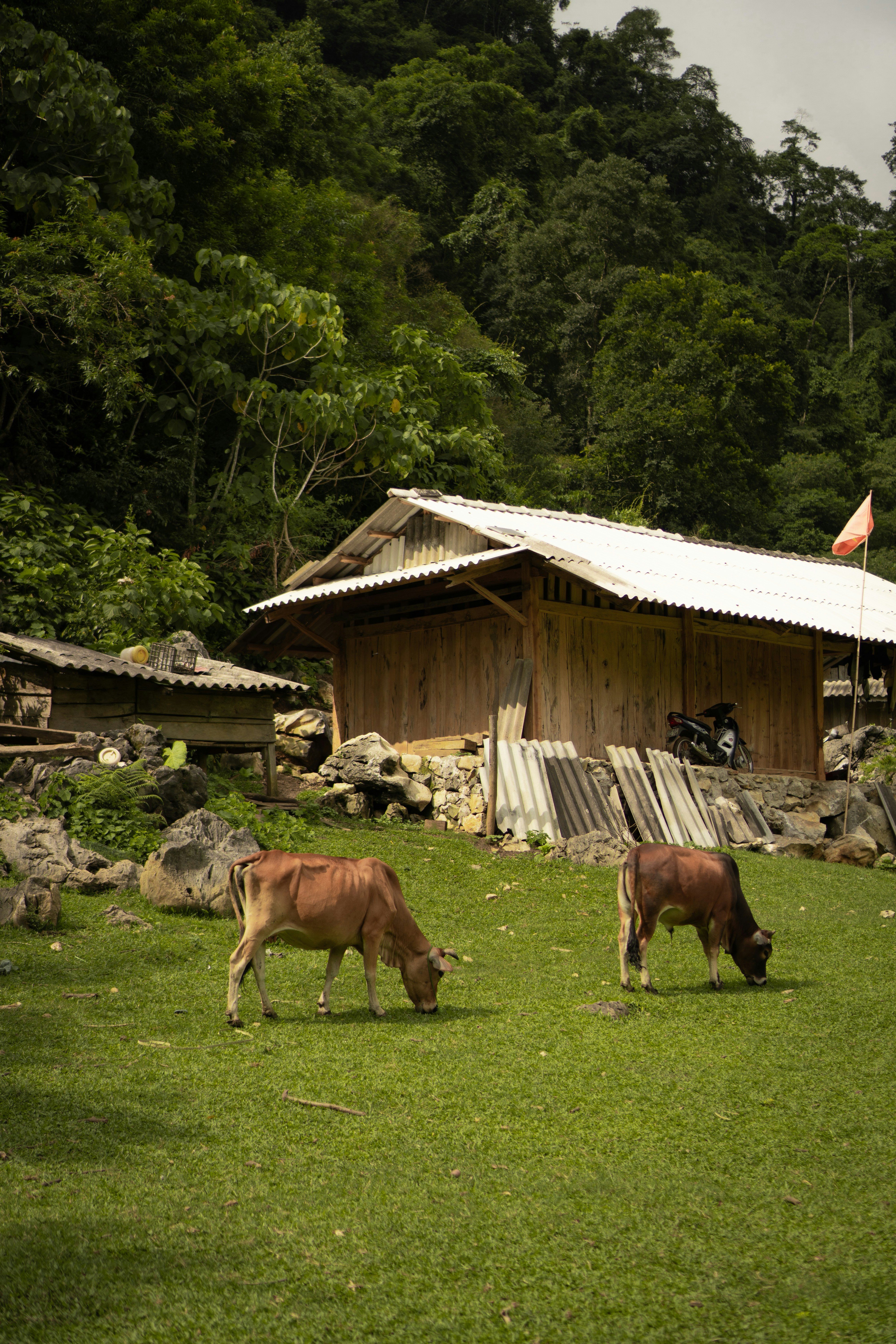 Pasturepair at Dusk: Cows Quietly Graze by a Wooden Hut