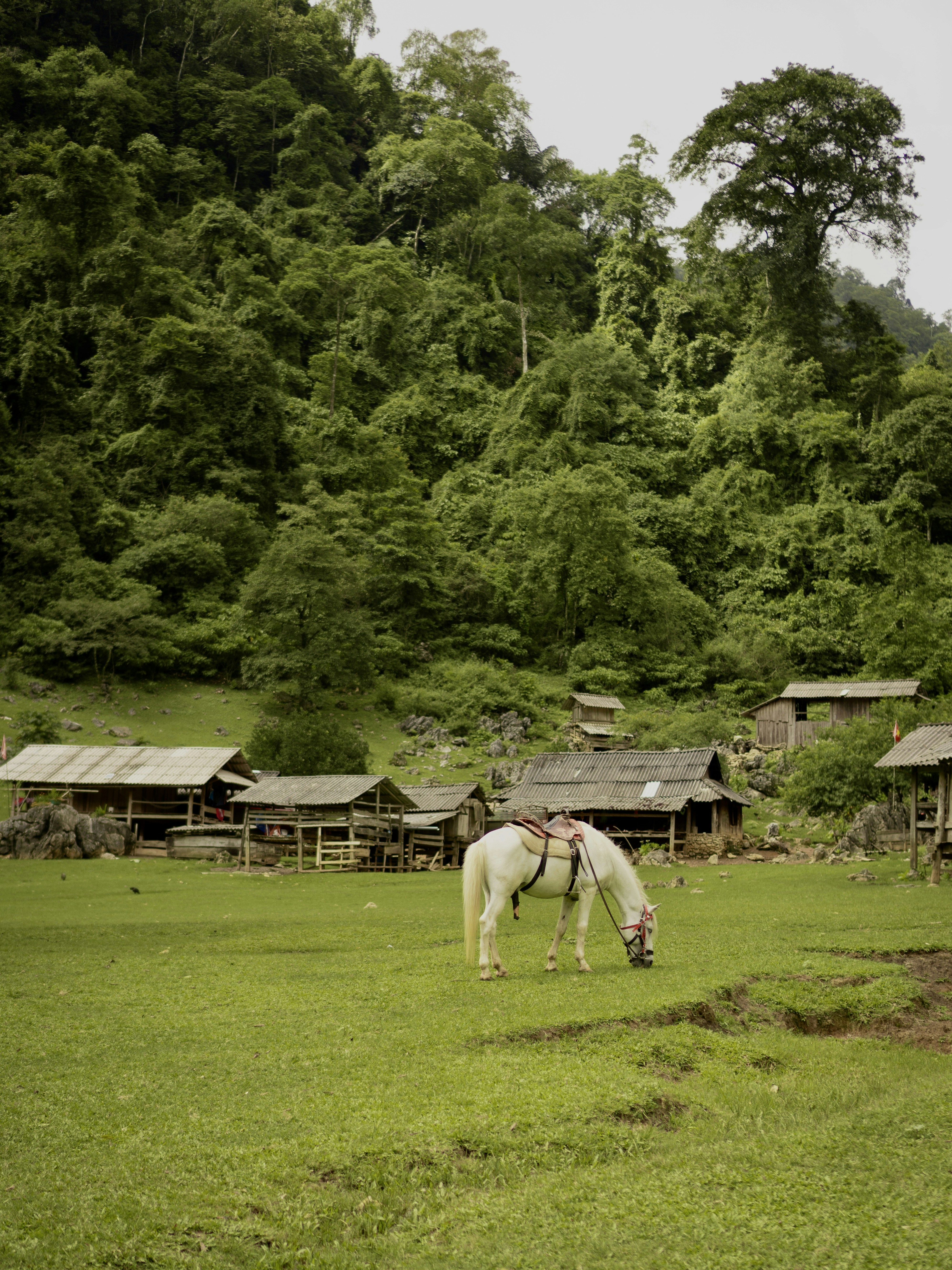 Pasture Guardian: A White Horse Grazes Before A Village Canopy