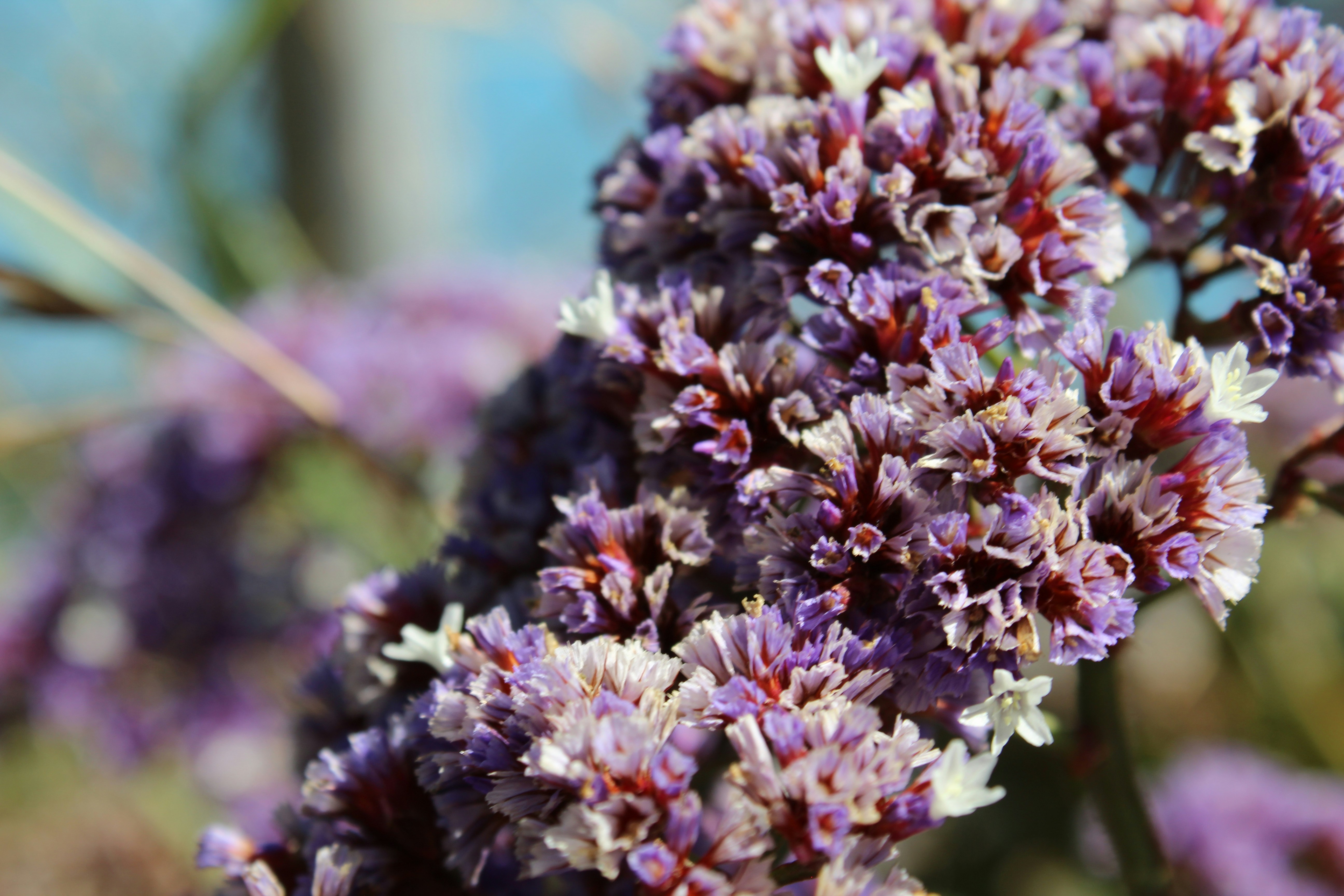 Close-up of Lavender-tinged Midsummer Blossoms in Soft Focus