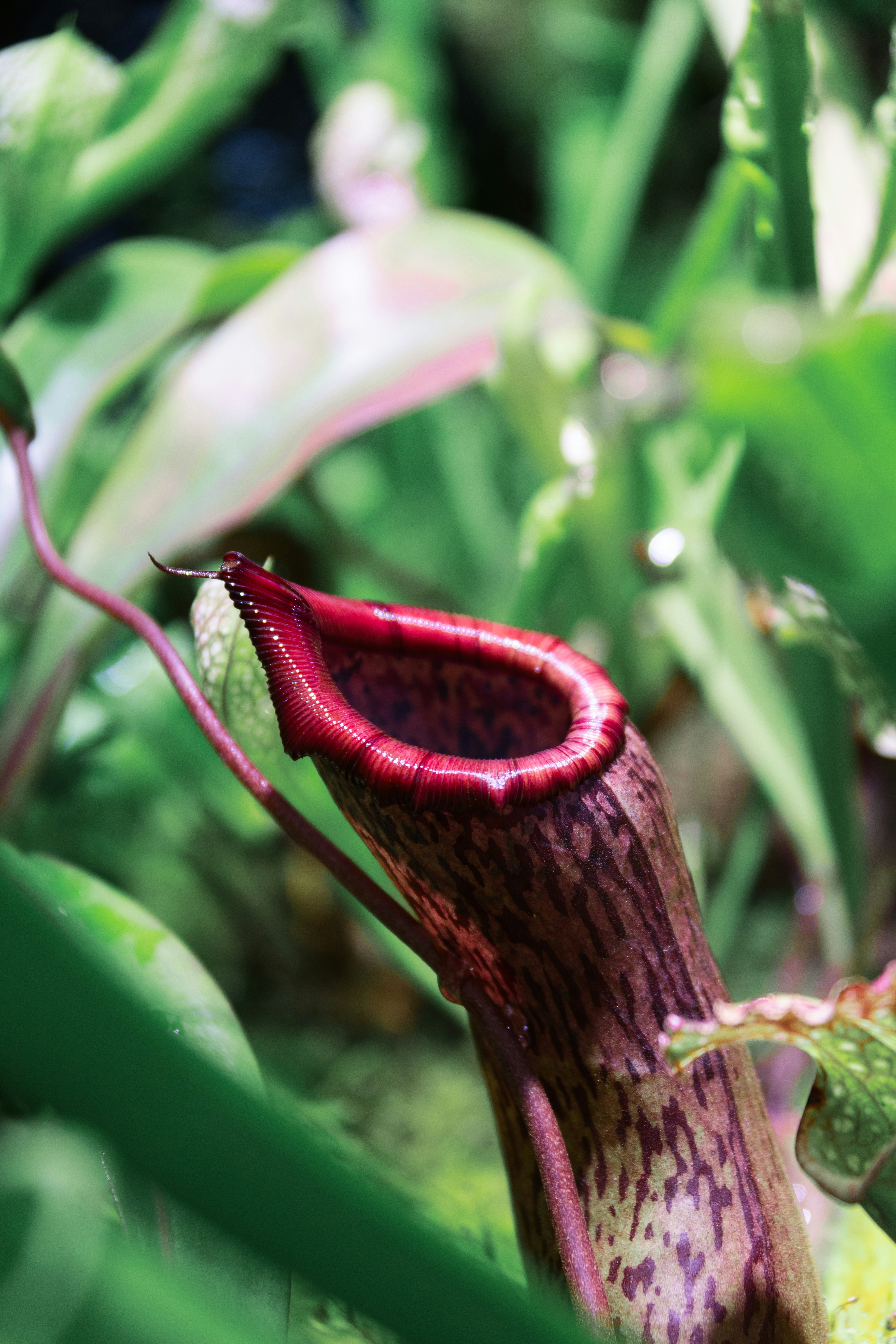 Predawn Pitcher Plant: Crimson Trap Amid Verdant Foliage