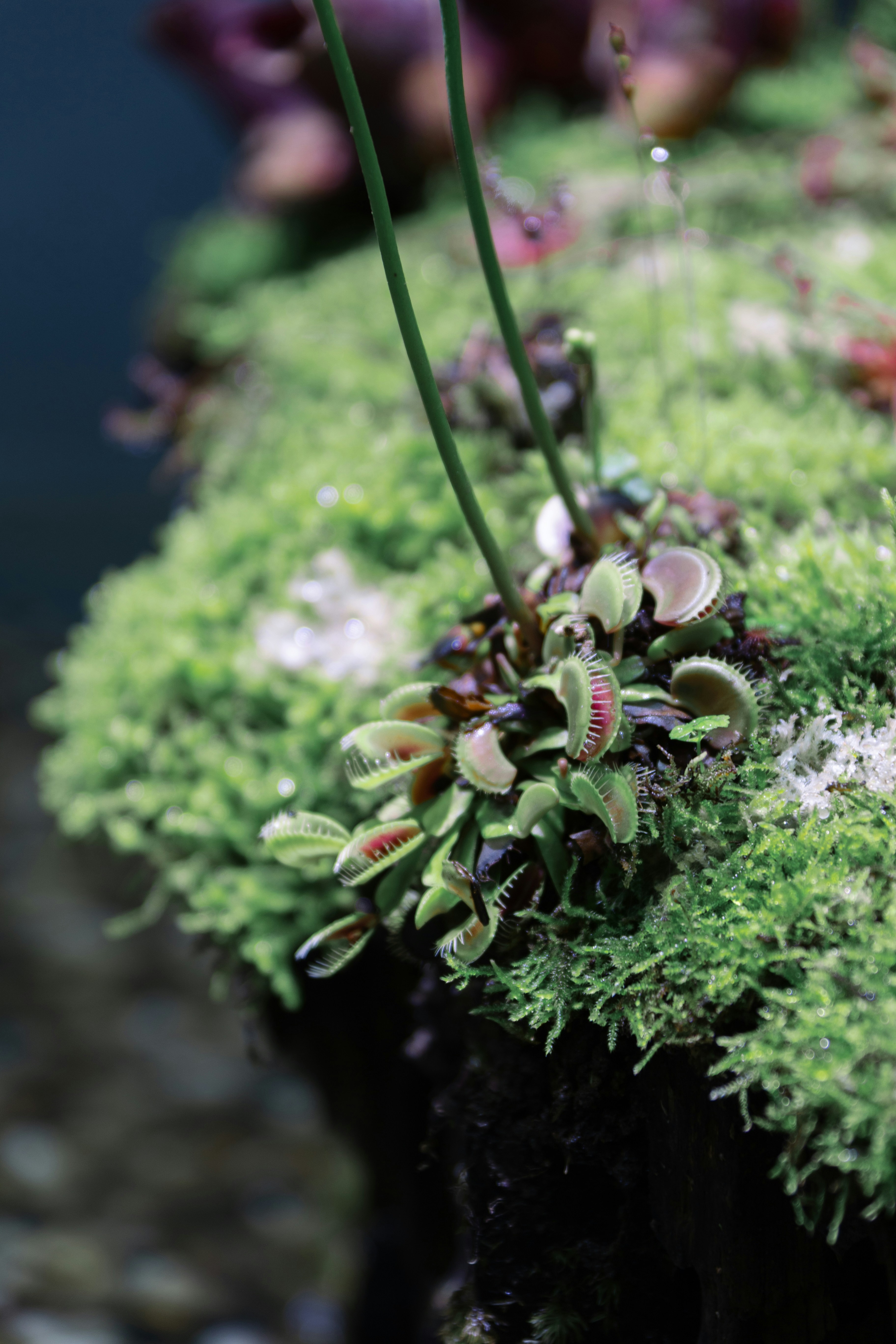 Venus Flytrap Cluster Nestled in Moss