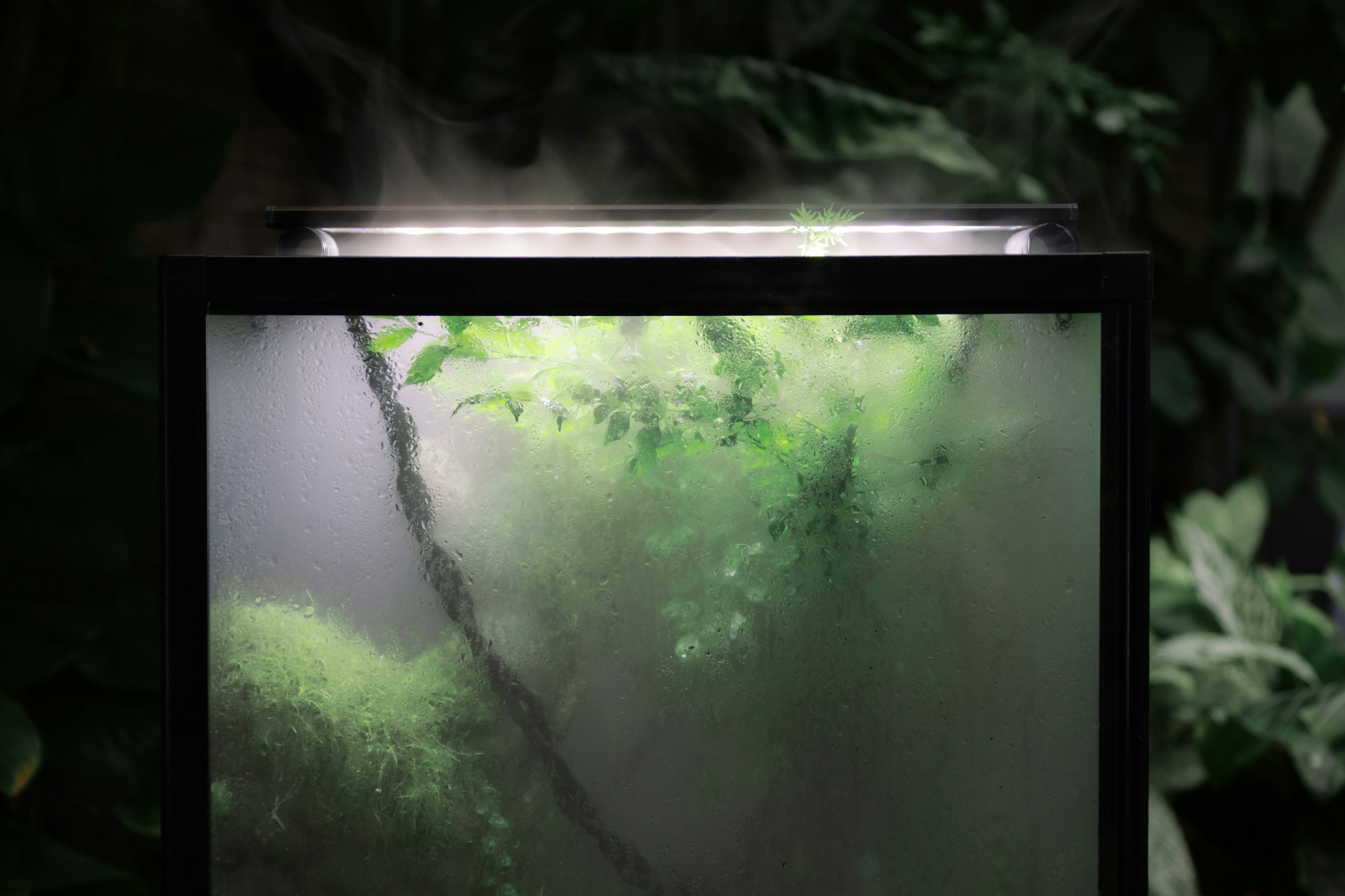 Mist-Crosted Glass Frame Surrounded by Greenery