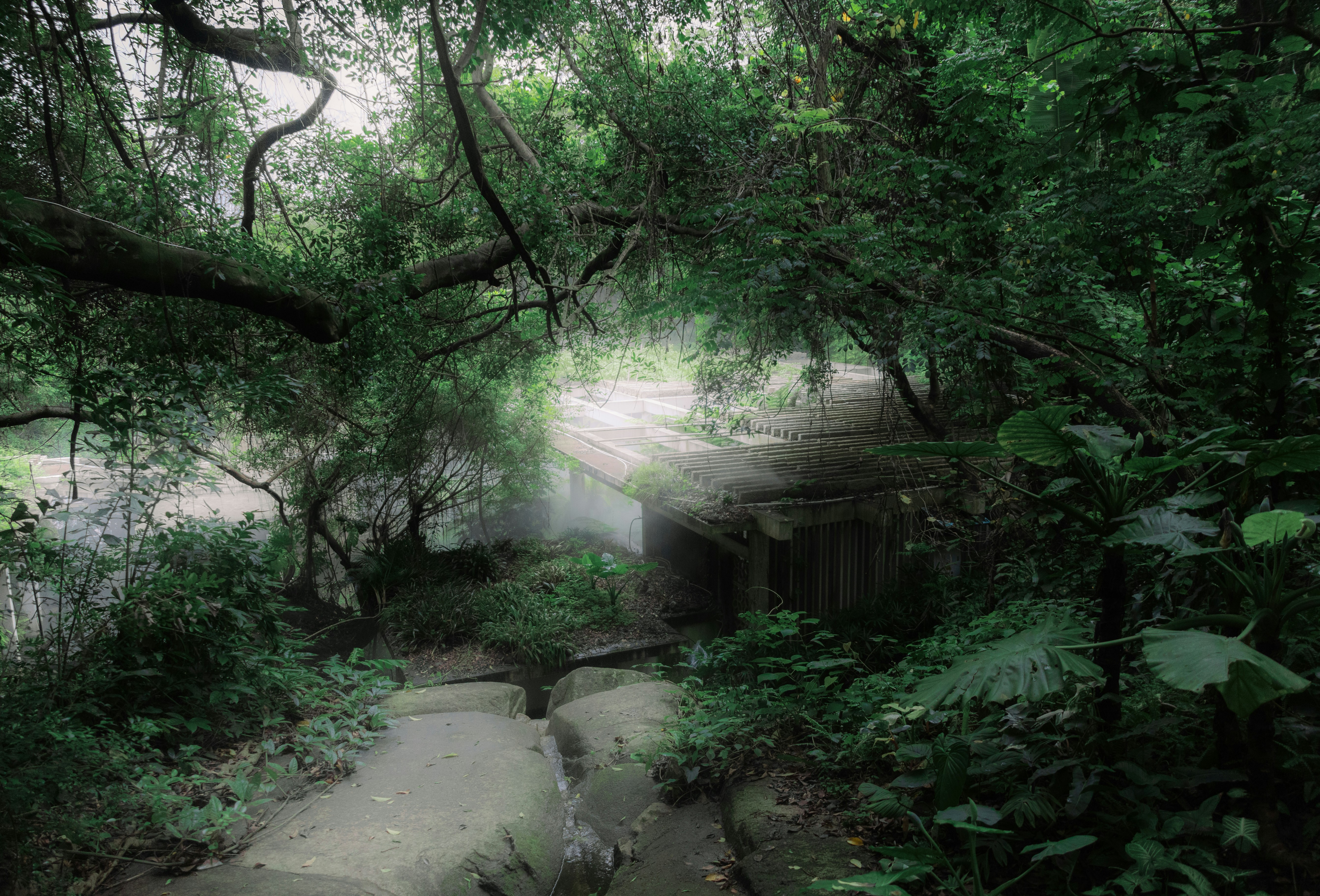 Hidden Verge: A Quiet Concrete Bridge Lost in the Green