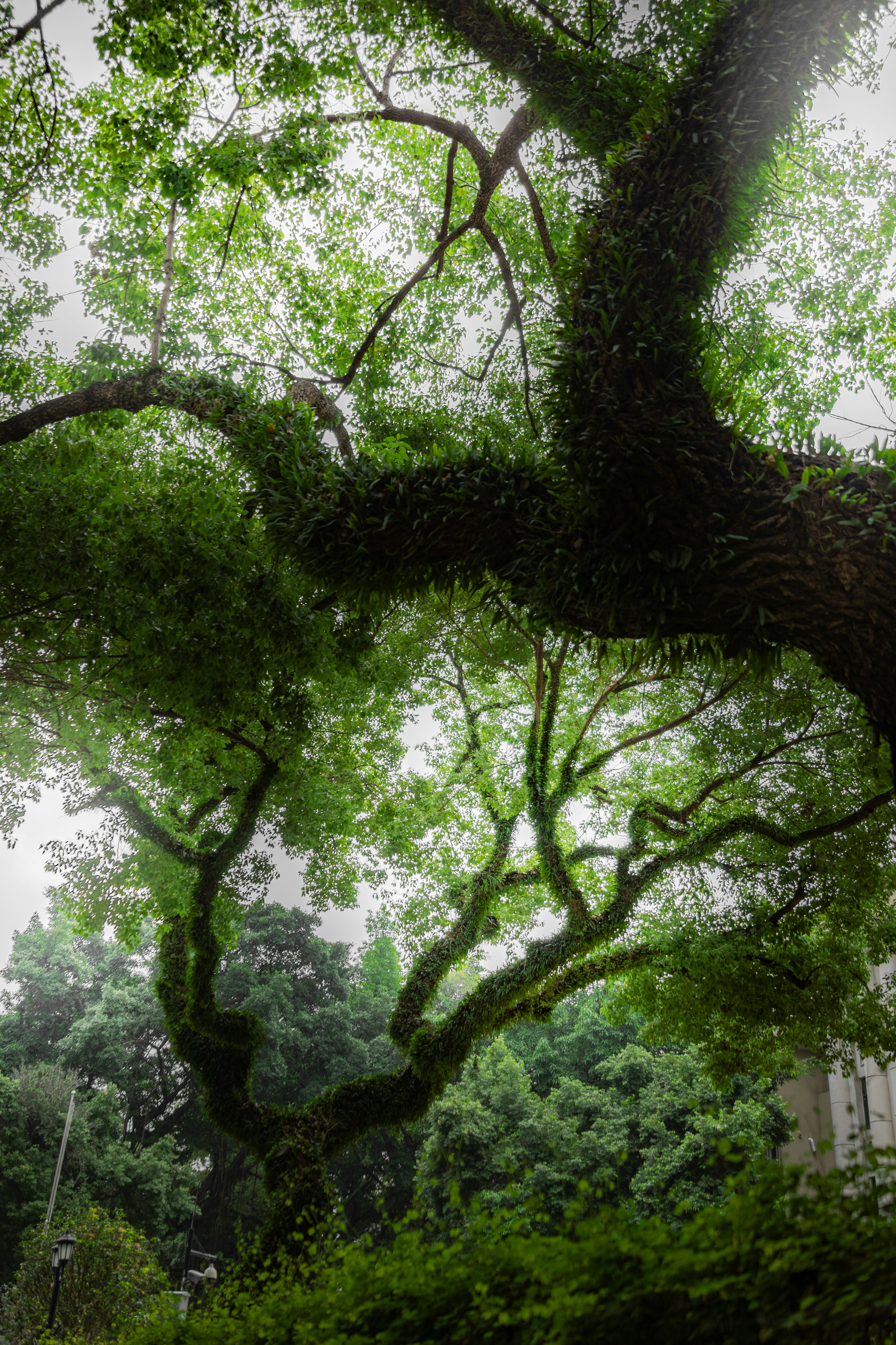 Verdant Crossroads: A Tree’s Lush Archway Reaches Skyward