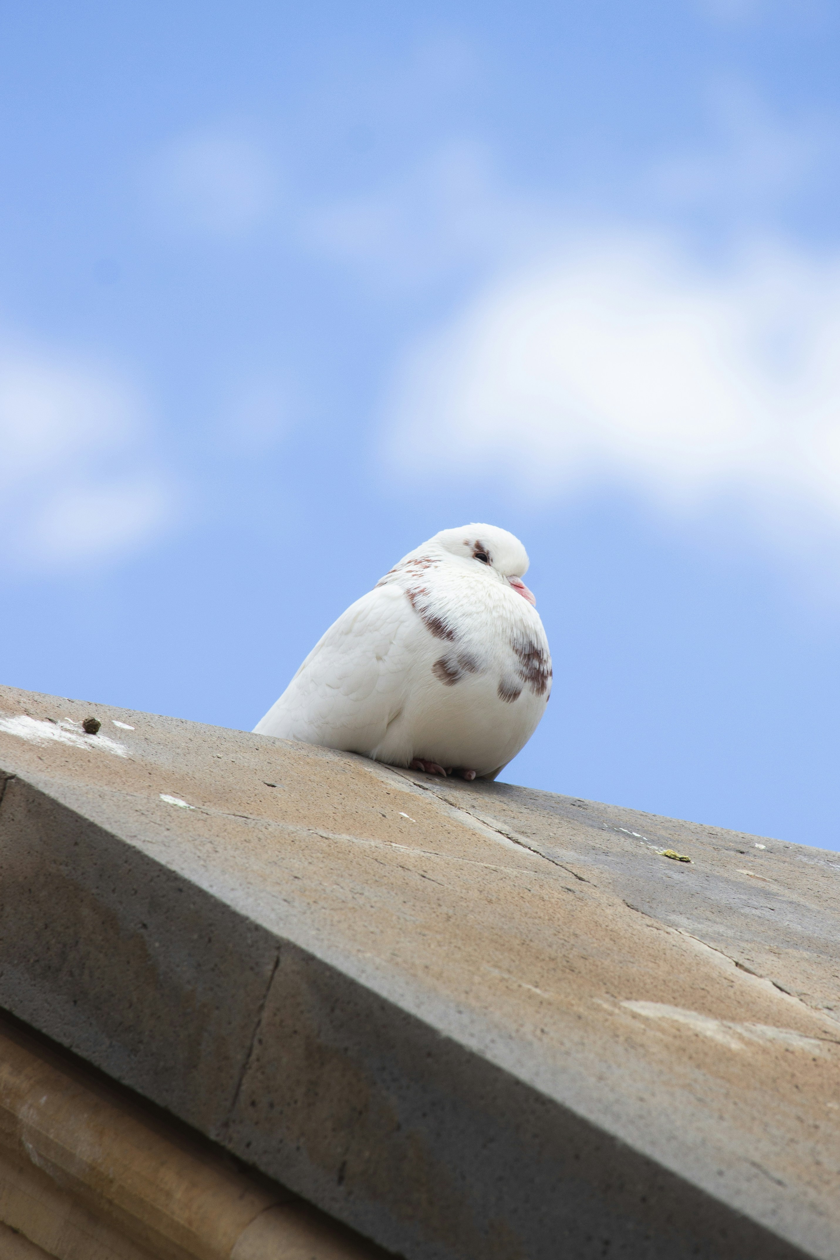 White dove on a rooftop under a clear blue sky