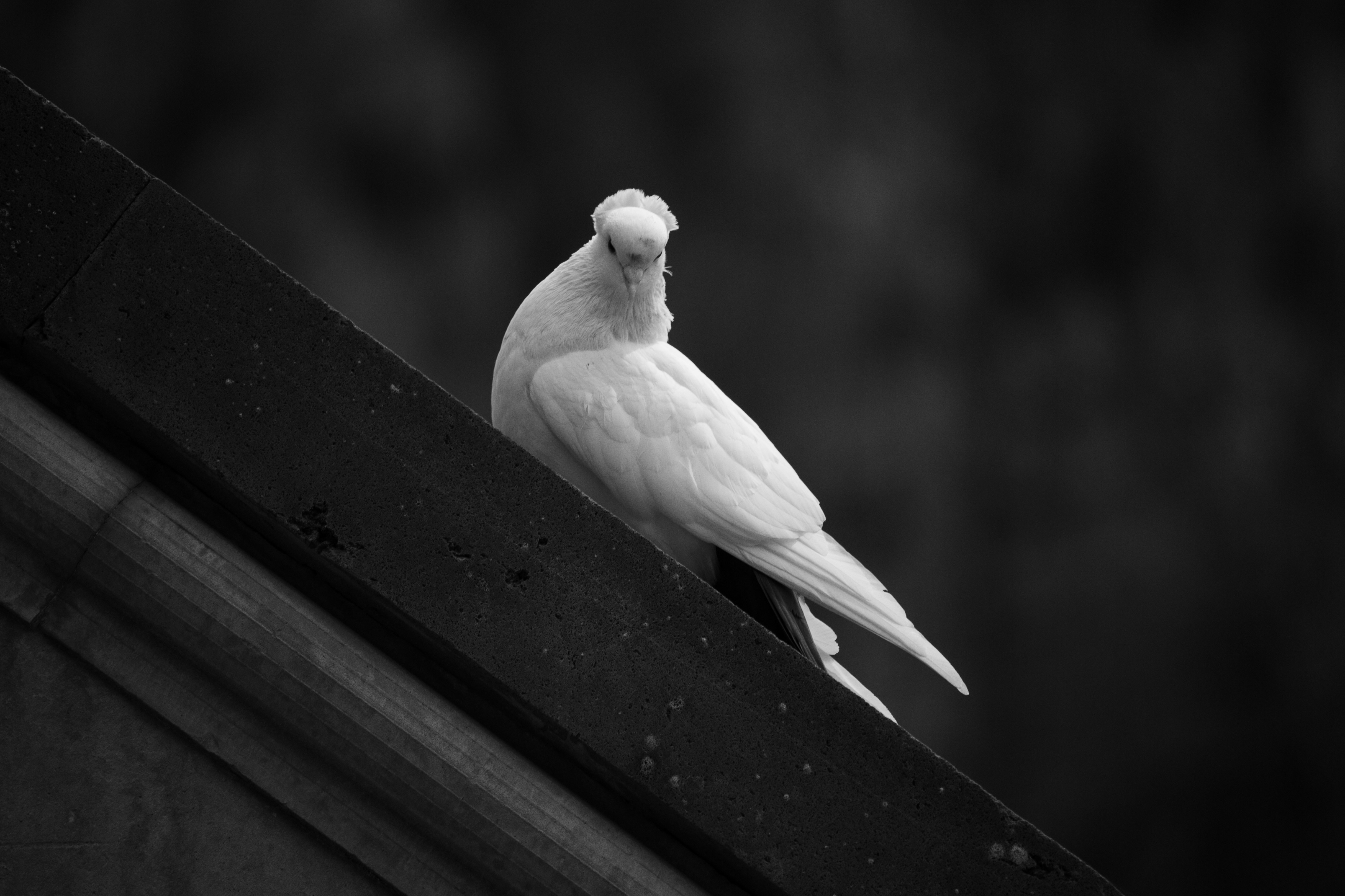 Ethereal White Gull Perched on a Slanted Roof