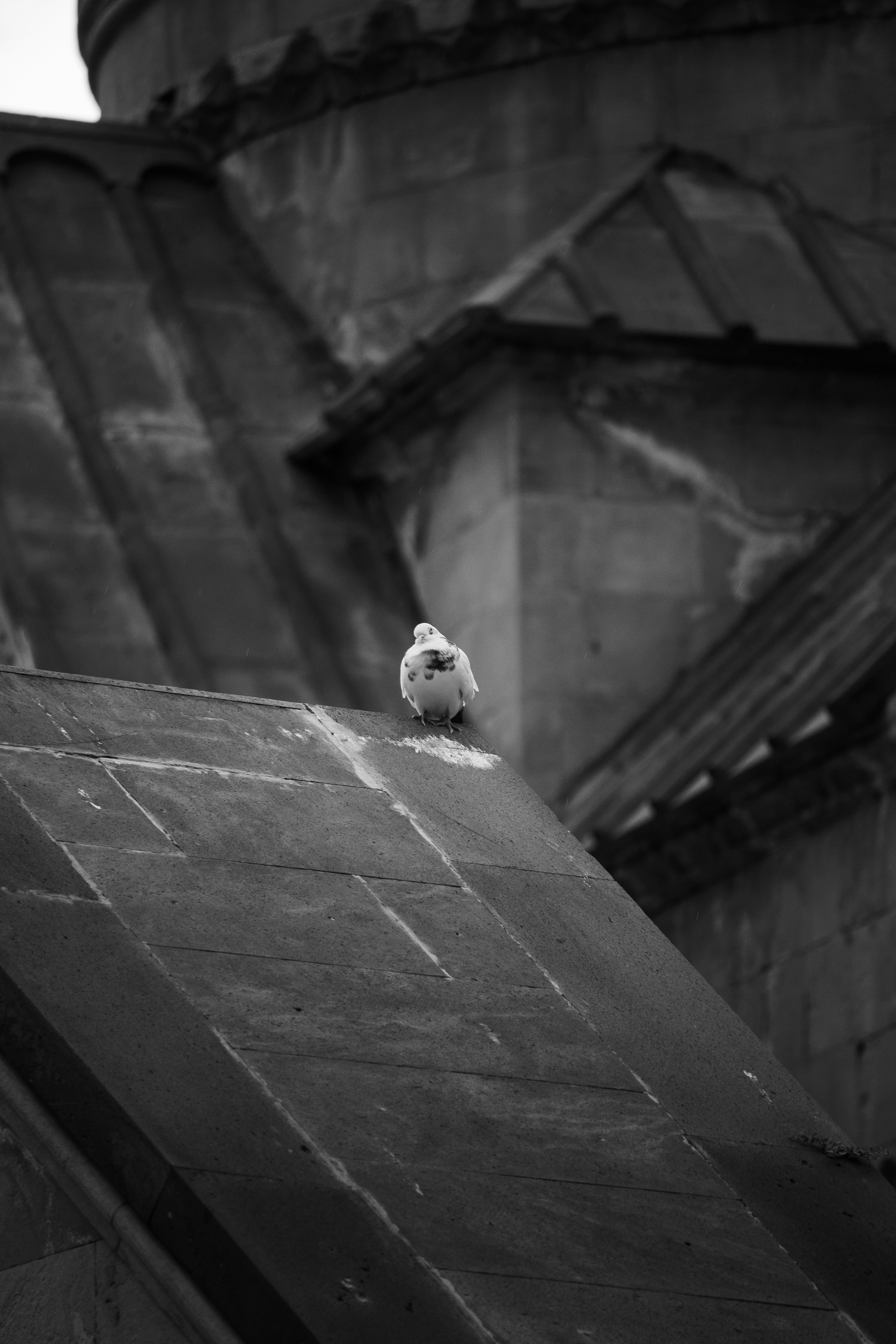 A Seagull on a Sloped Cathedral Roof