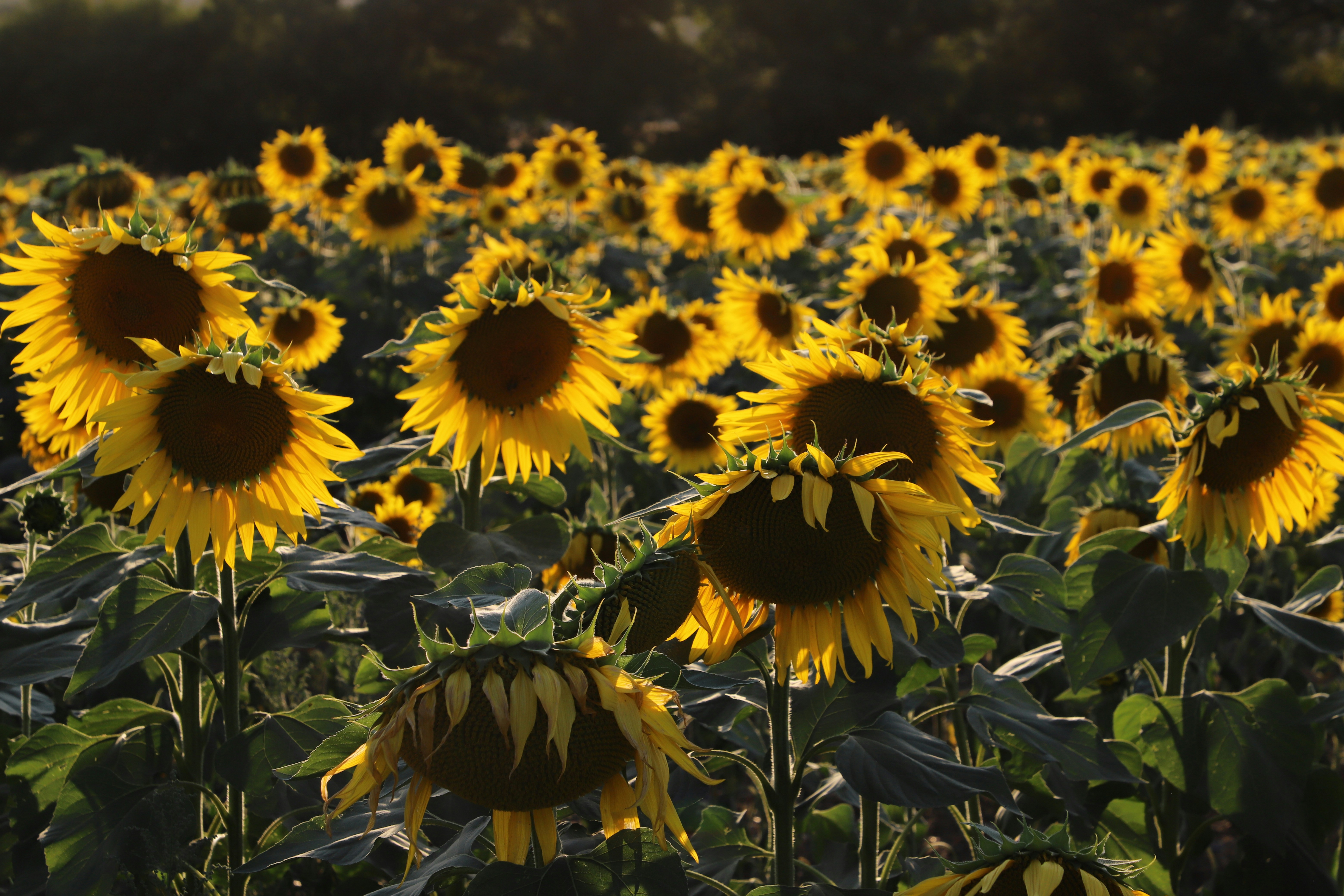 Field of Gold: Sunflowers Facing the Evening Glow