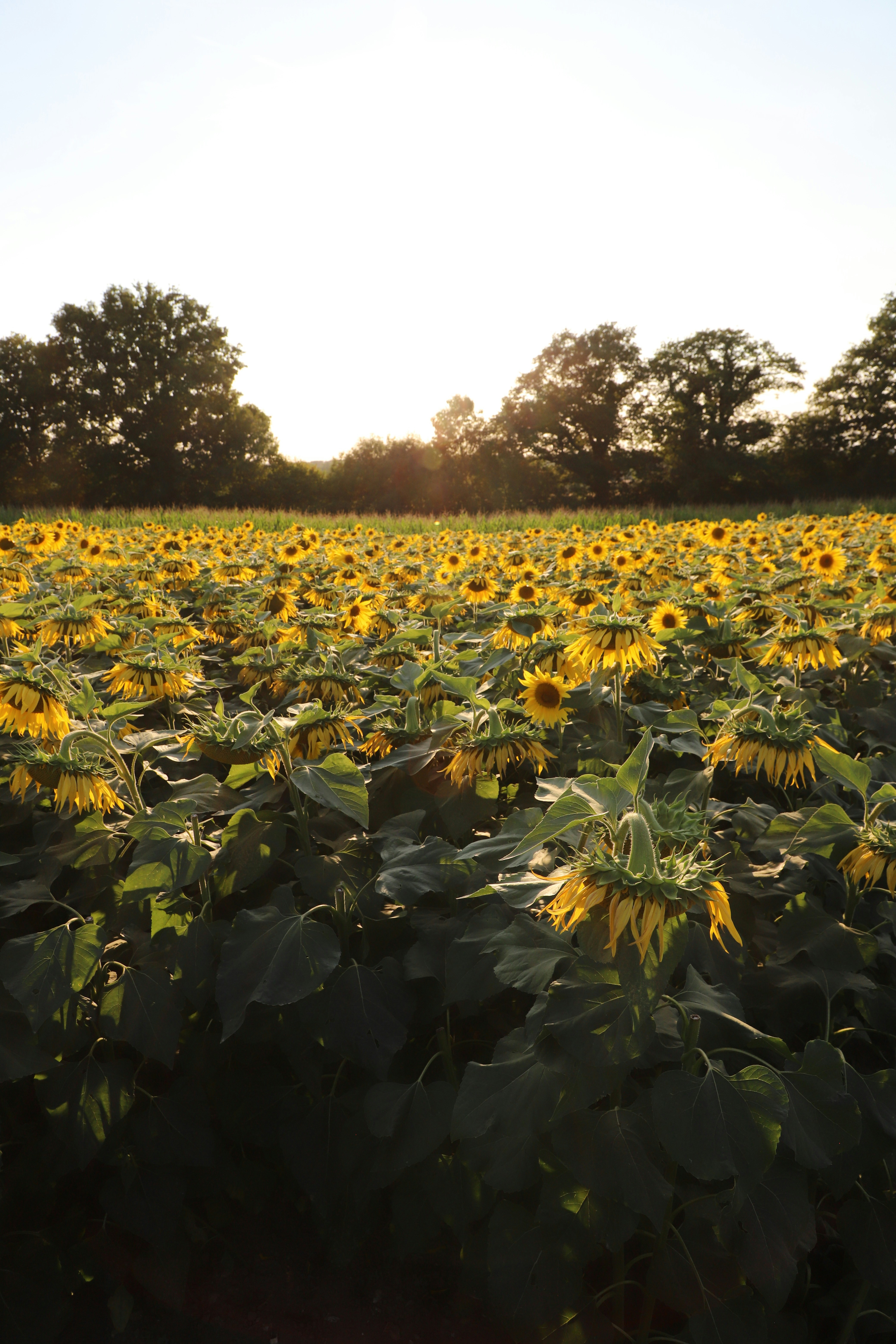 Sunlit Field of Golden Disks with Distant Horizon