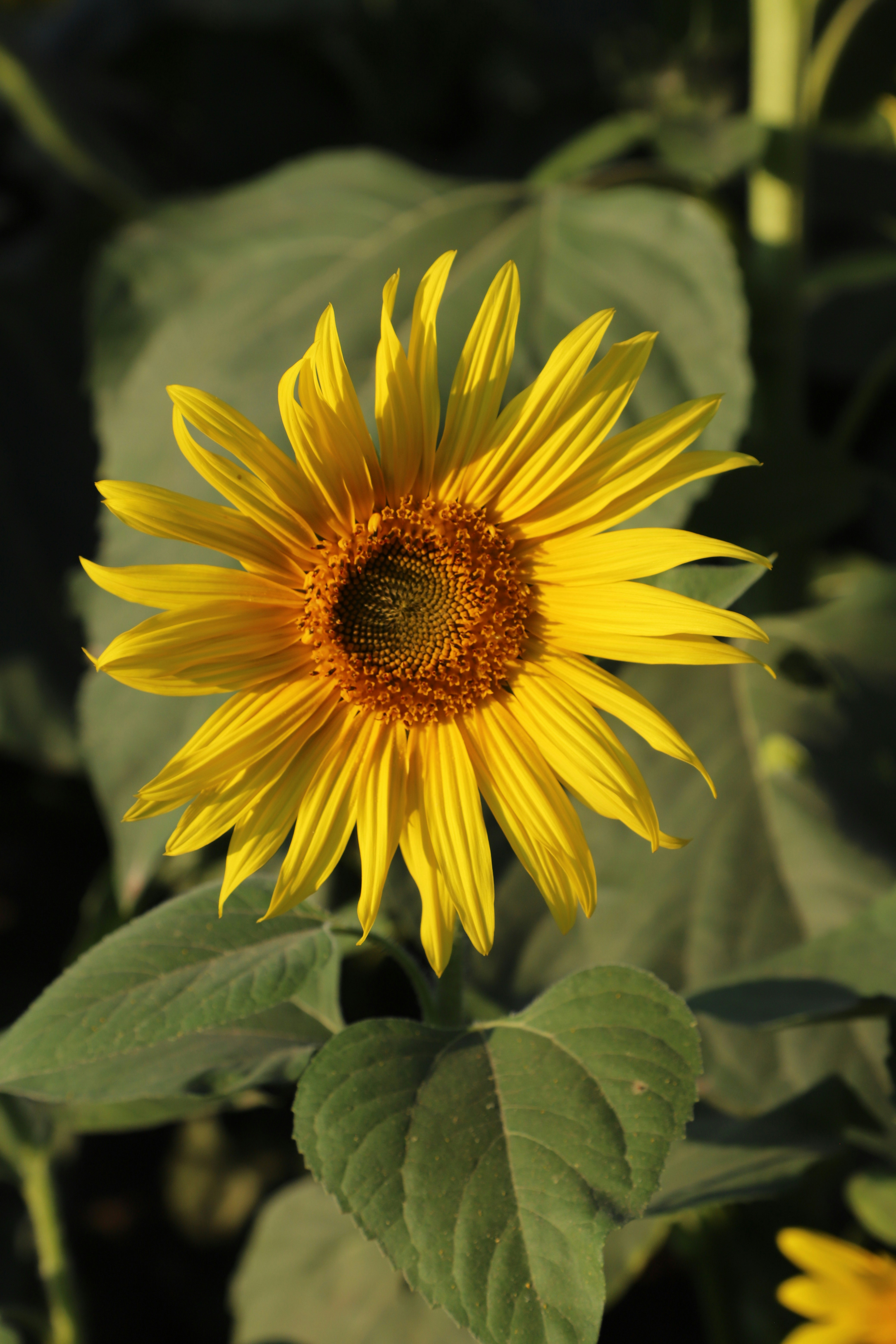 Sunlit Yellow Bloom: A sunflower framed by deep green leaves