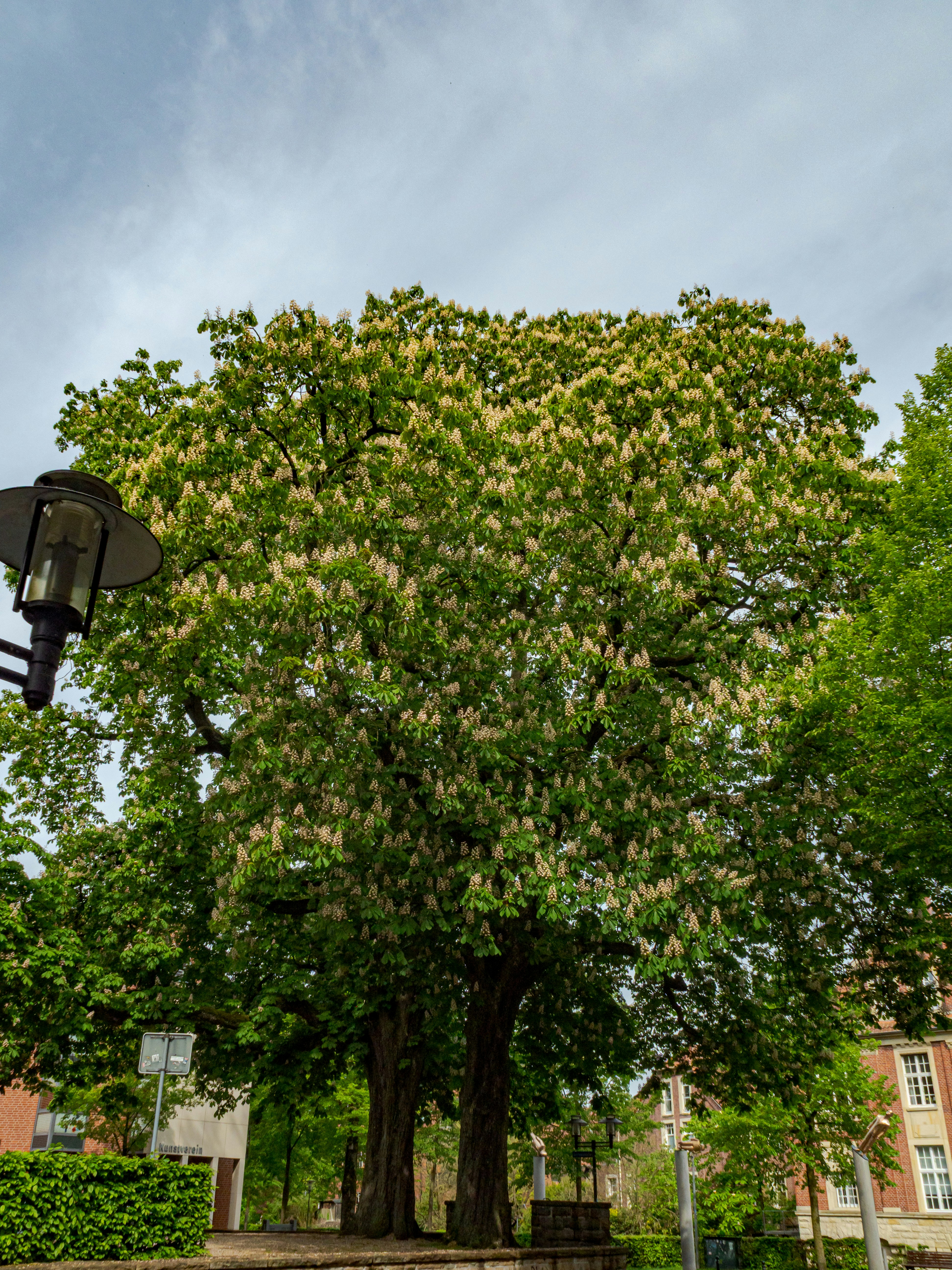 Majestic Cherry-Tree Canopy Over a Quiet Campus Lane