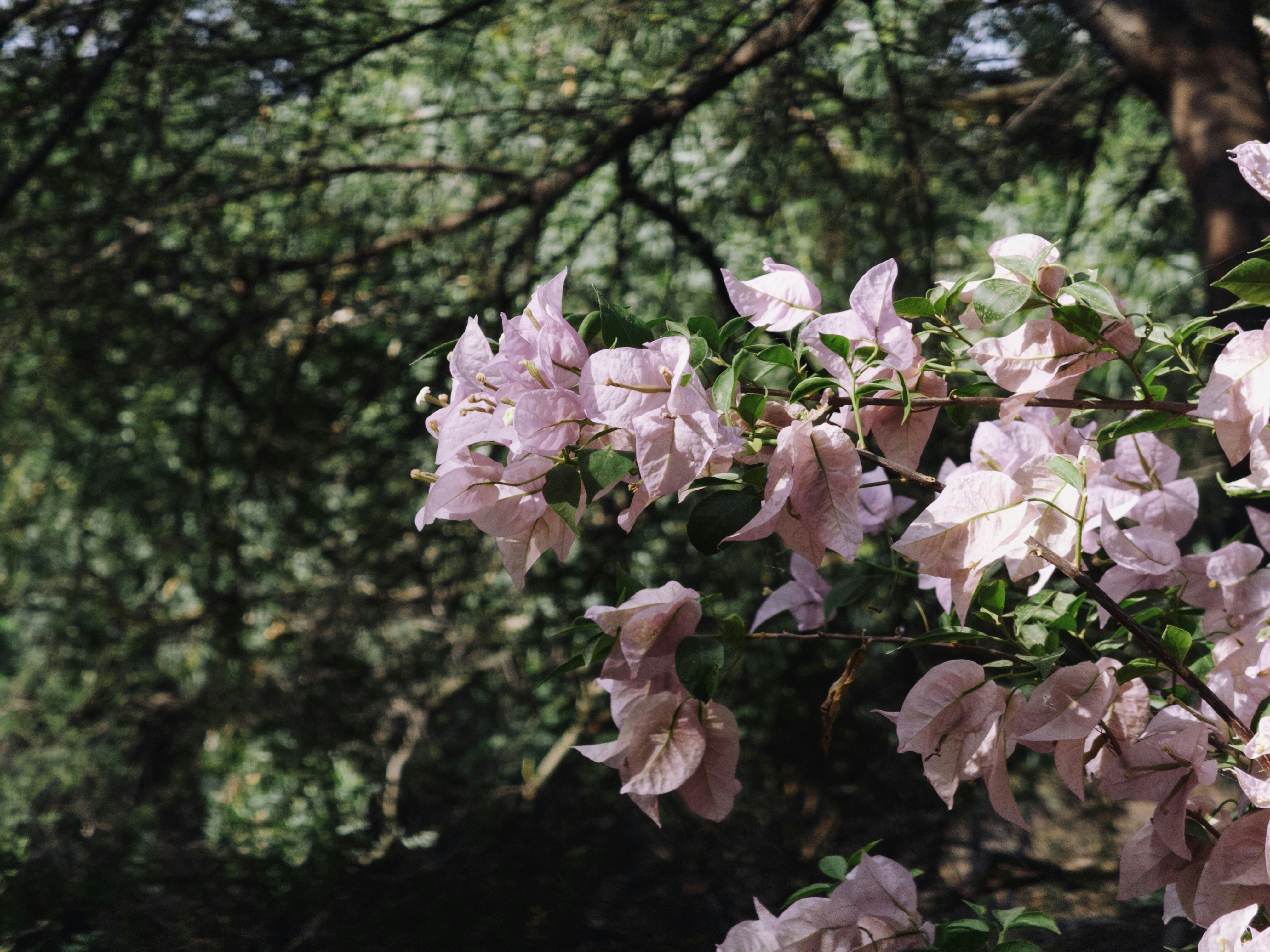 Bougainvillea Cascade in Morning Shade