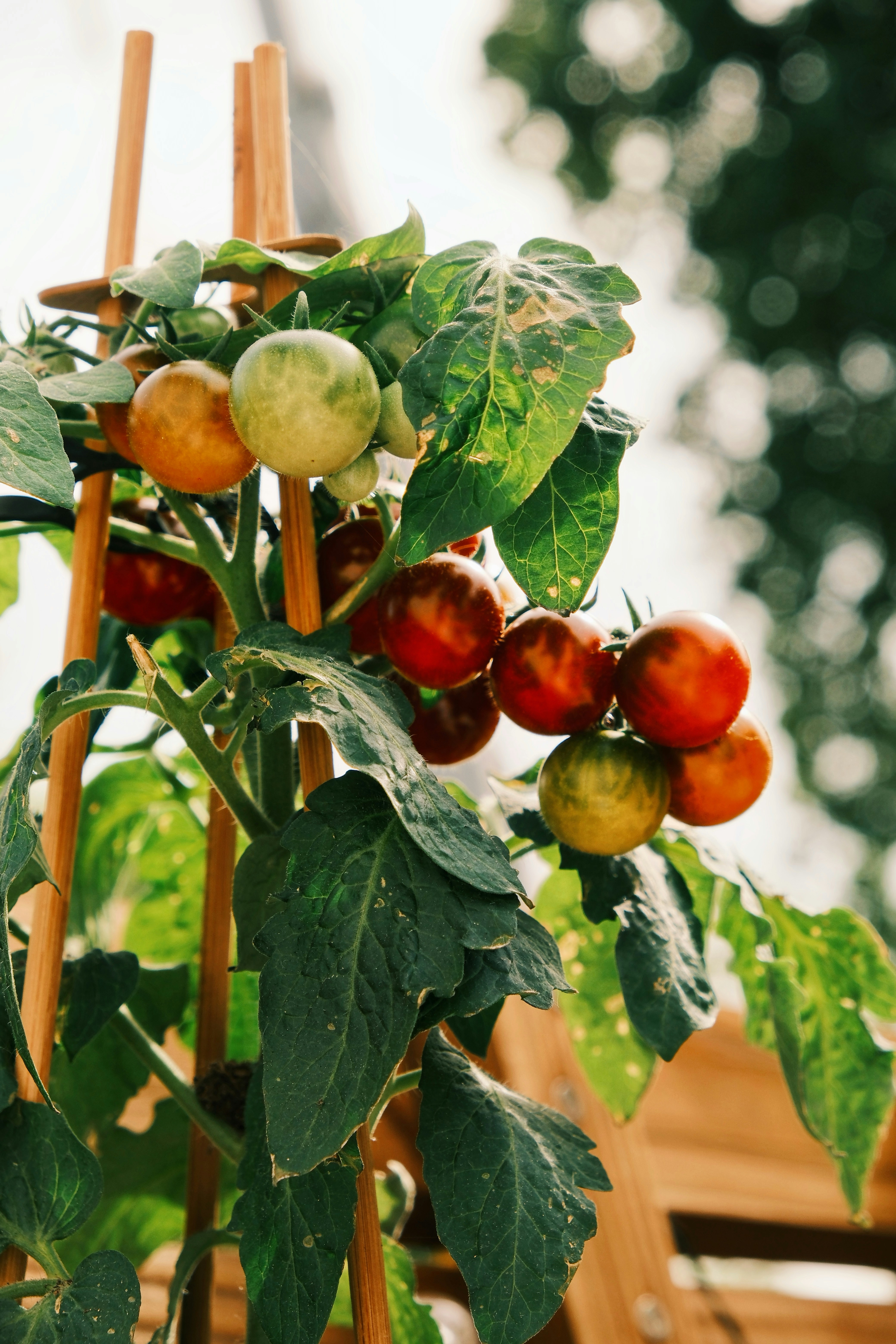 Tomato Trellis in Focus: Ripening Bounty Amid Green Leaves