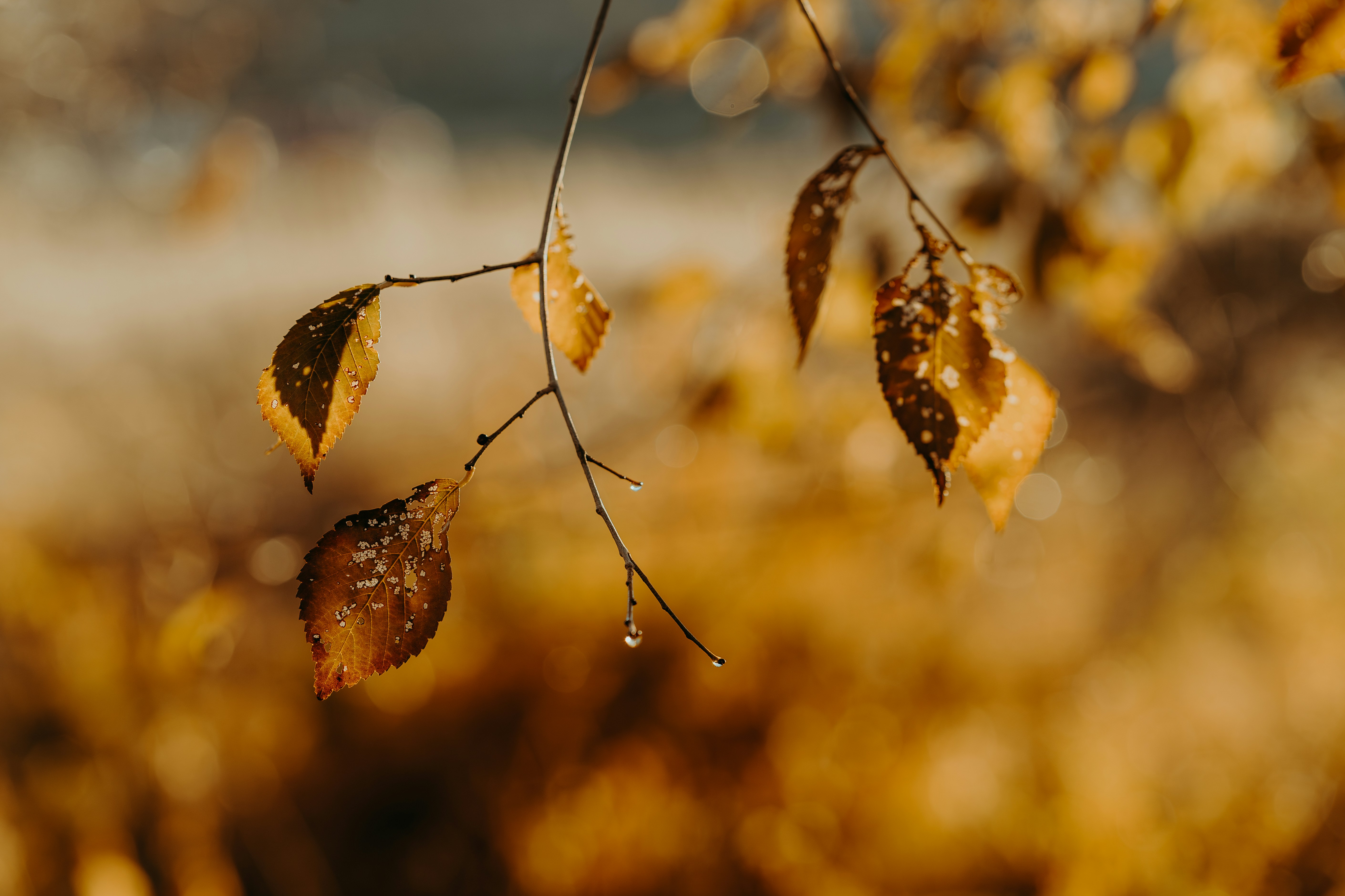 Autumn Droplet on a Sidelined Leaf