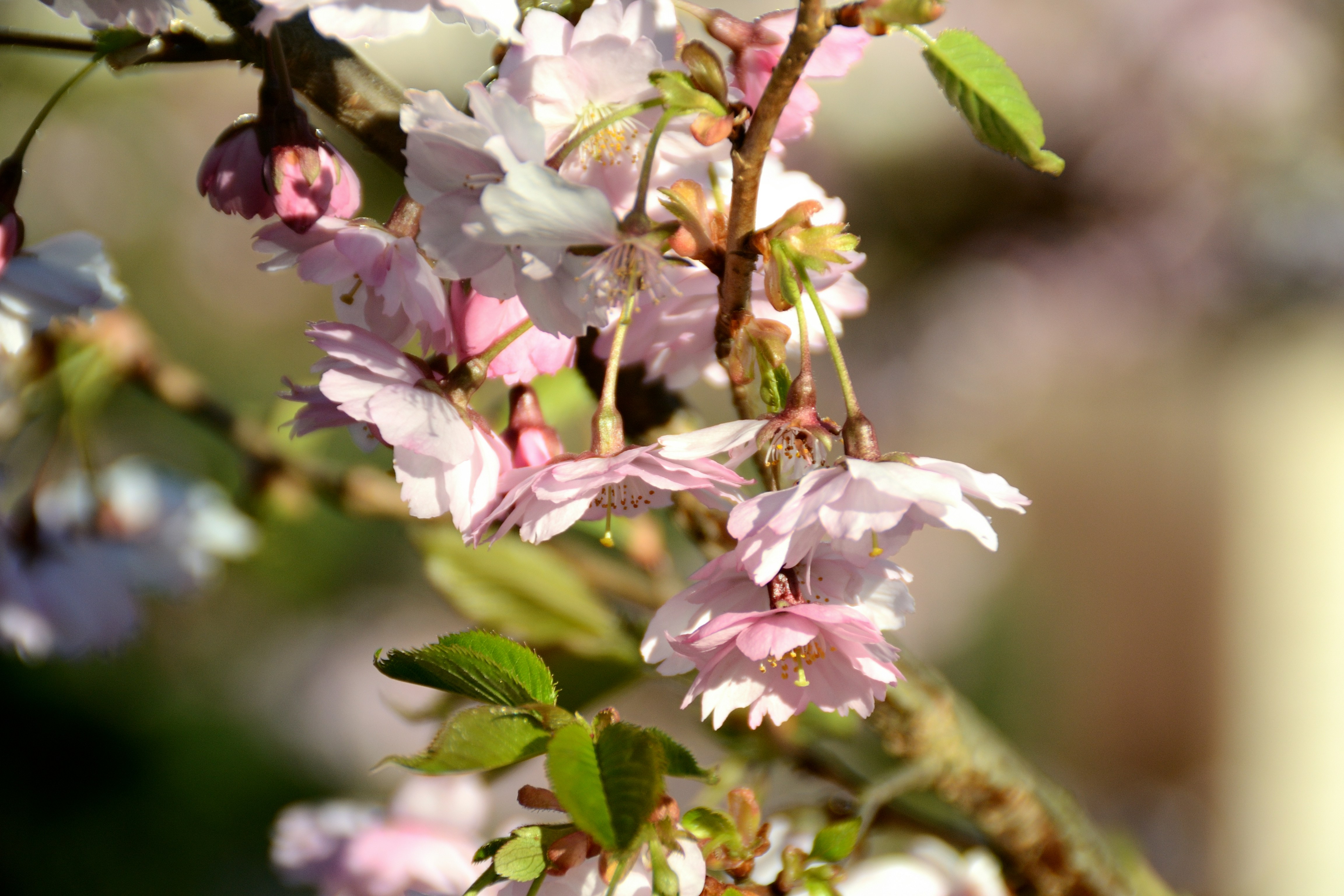 Soft Pink Bloom Cascade in Sunlit Garden