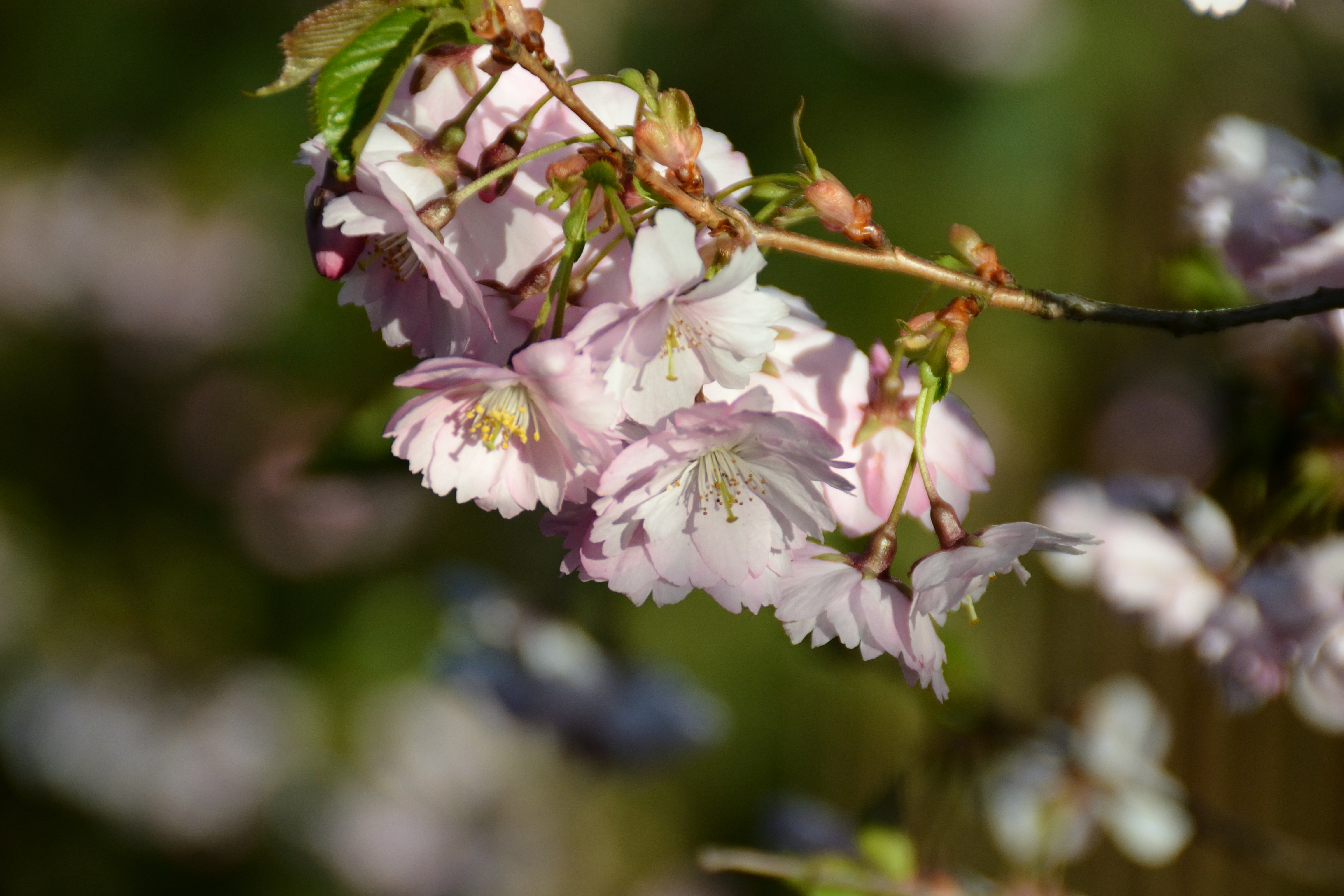 Blossoms in Soft Focus: A Quiet Cherry Branch in Bloom
