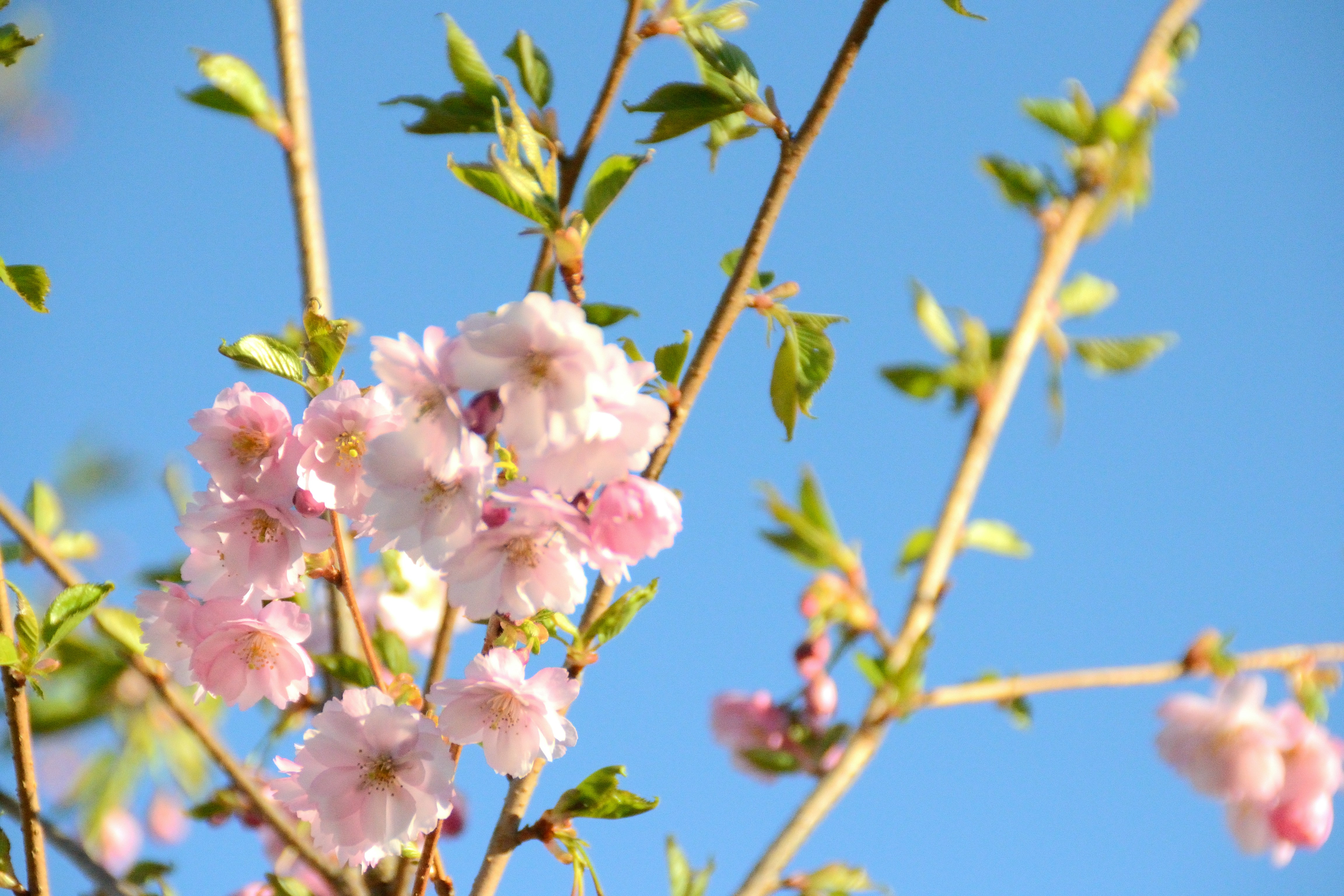 Soft Pink Bloom: Cherry Blossoms Against a Clear Sky