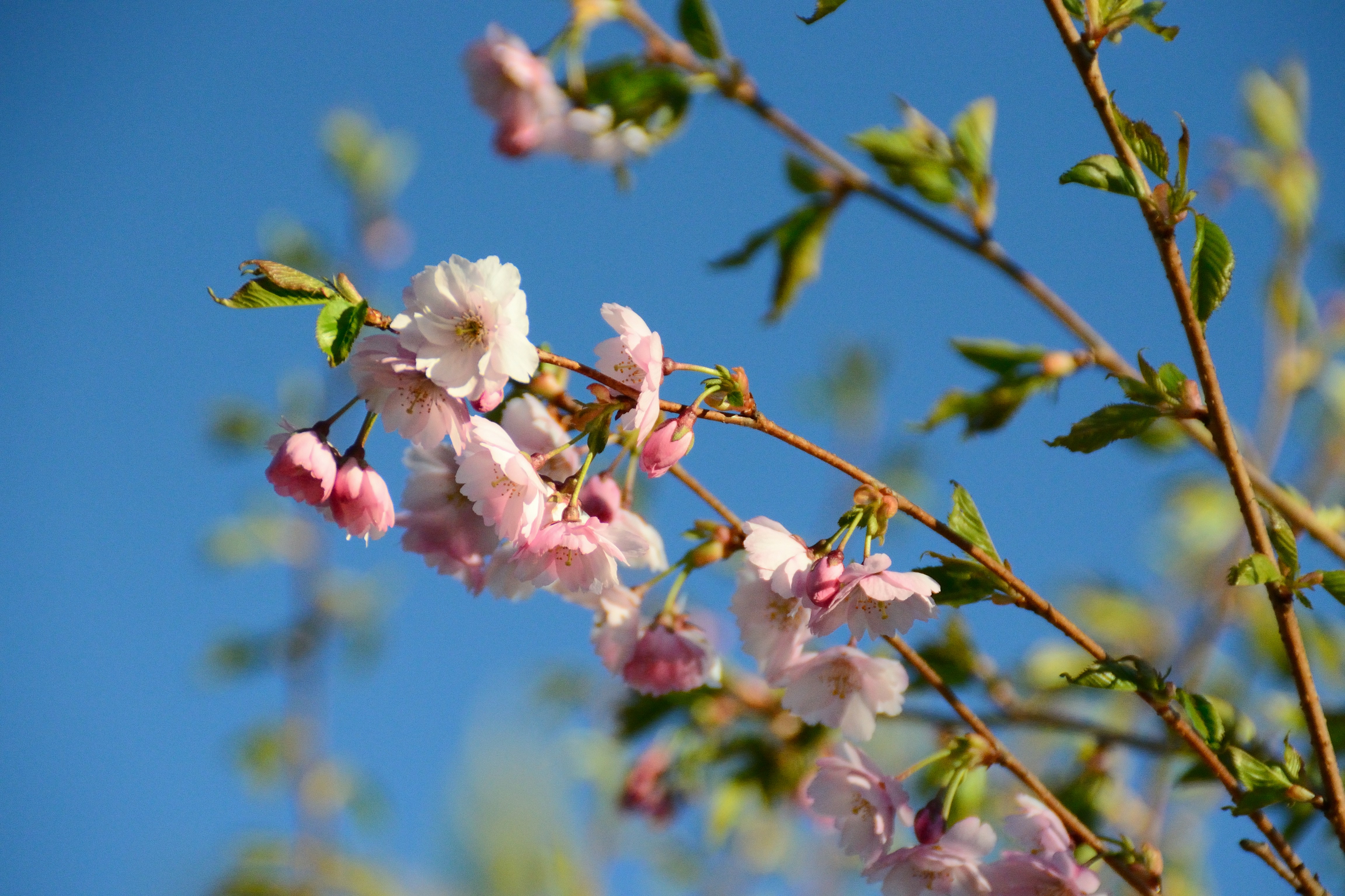 Blooming Branches Against a Clear Sky