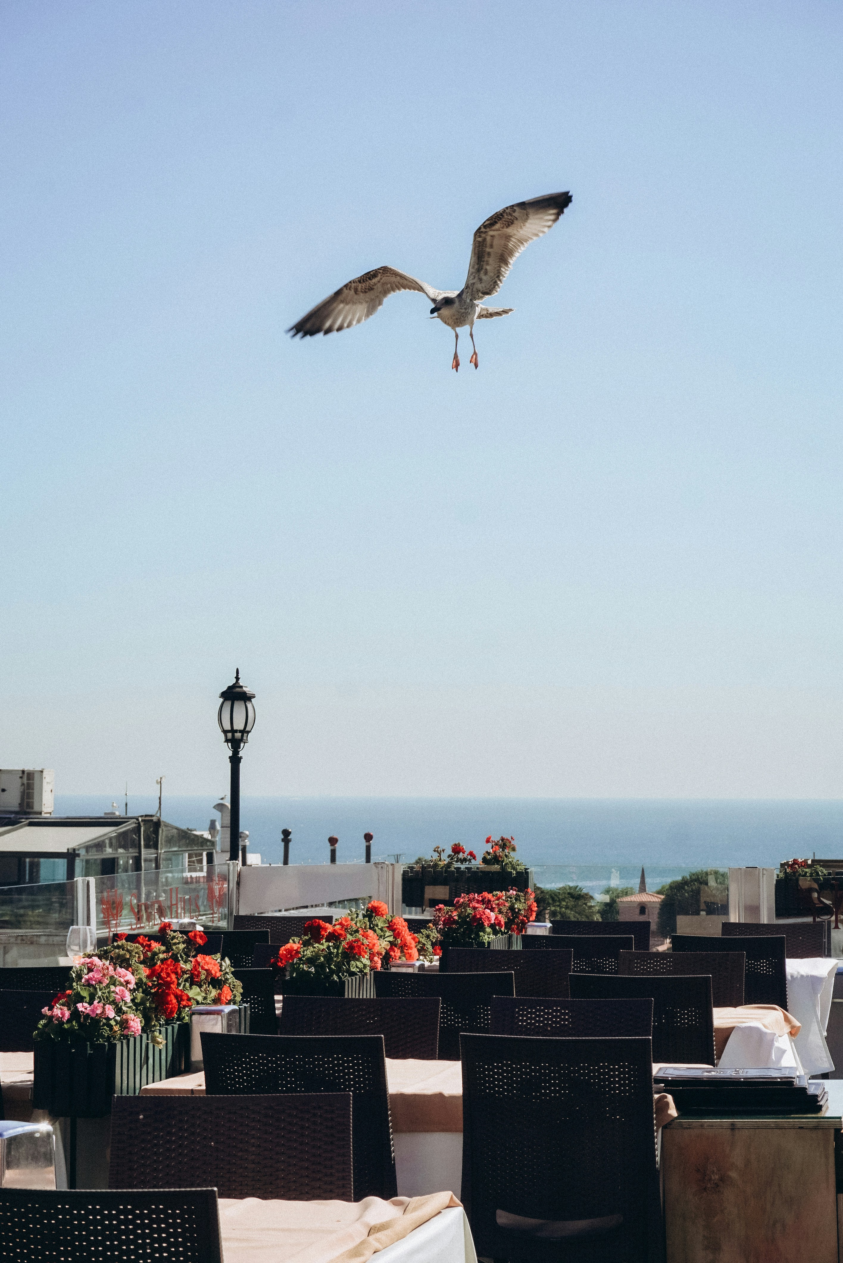 Seabird in Flight Above a Coastal Terrace